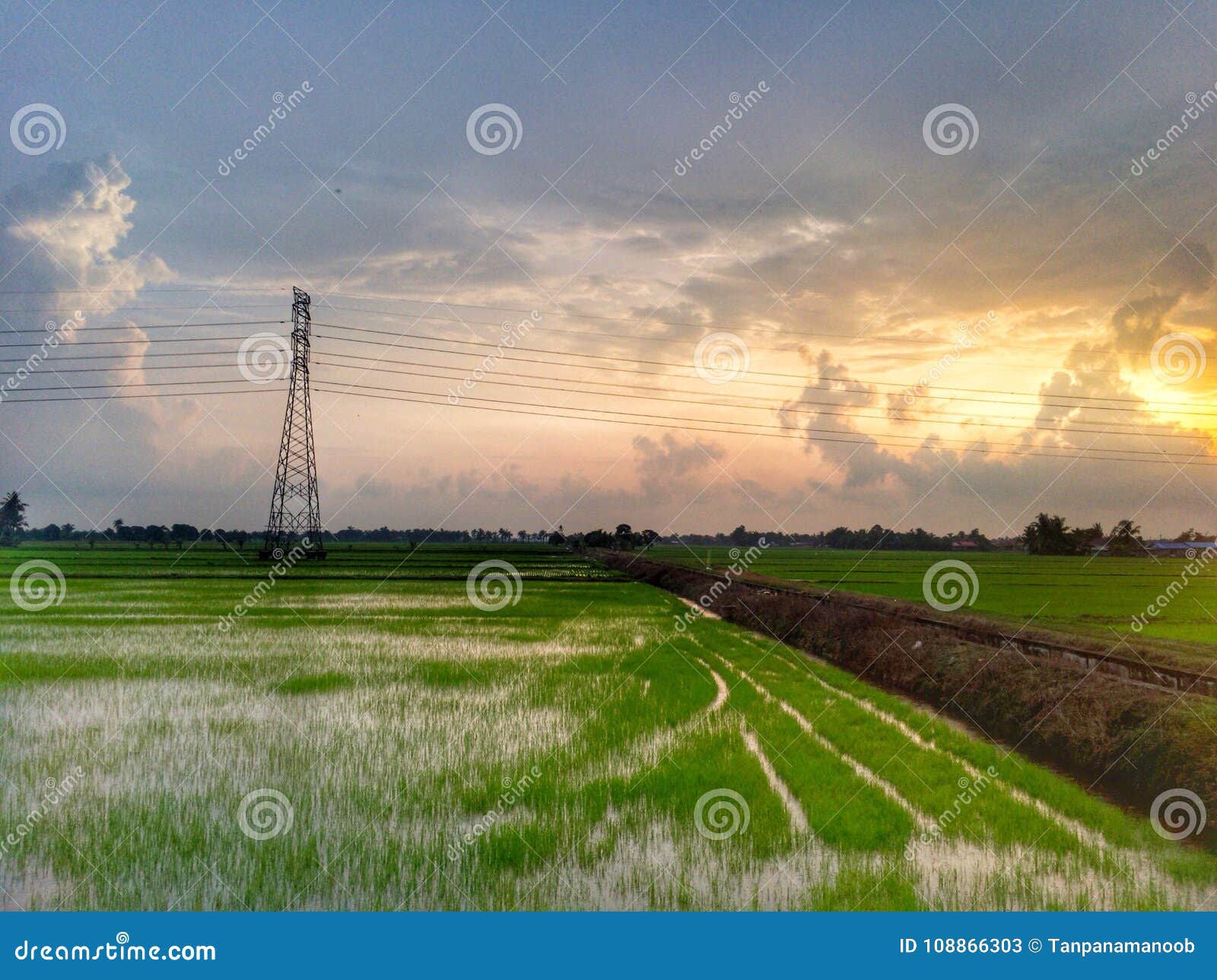 Beautiful View of Paddy Field on One Evening Stock Image - Image of ...
