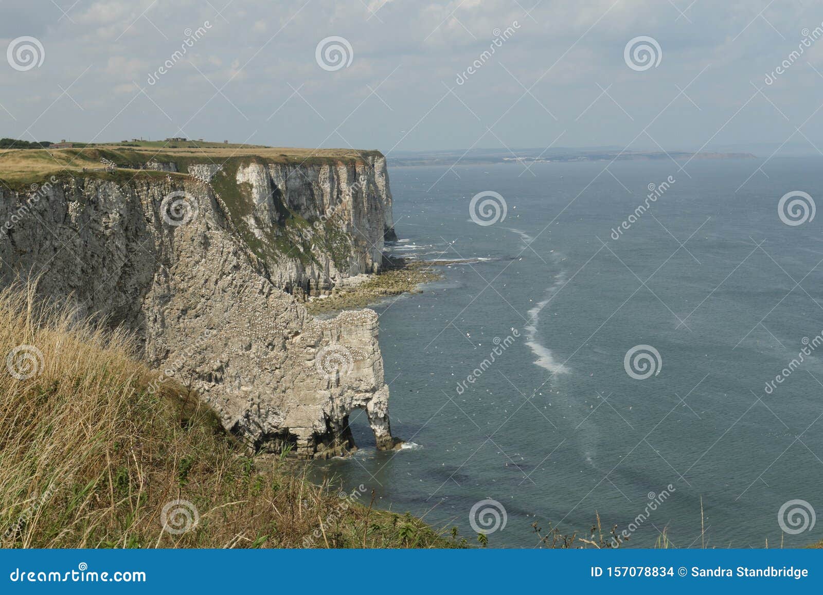 A Landscape View of Bempton Cliffs, Where Thousands of Seabirds Breed ...