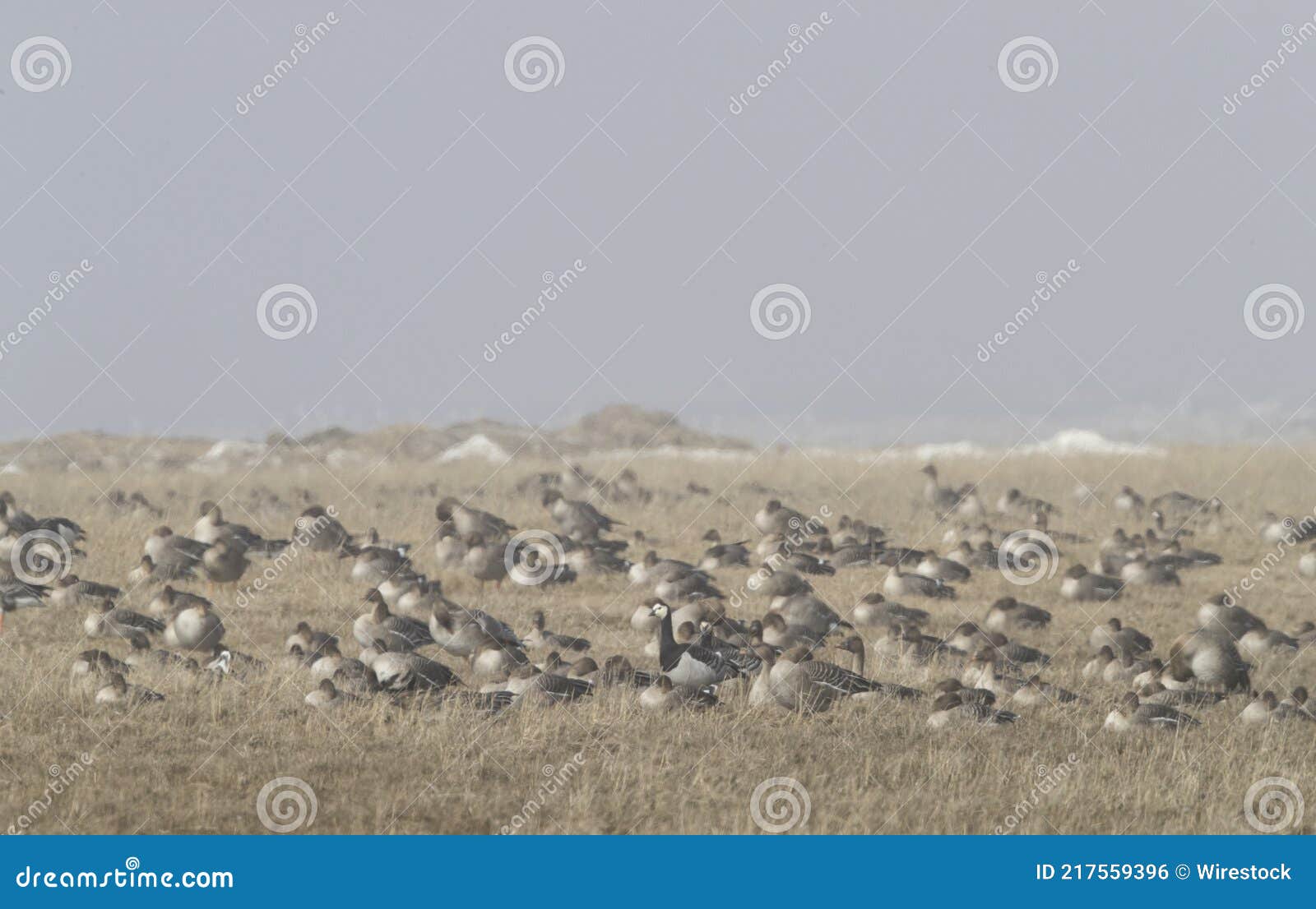 Landscape View with Birds in the Dry Field Stock Photo - Image of ...
