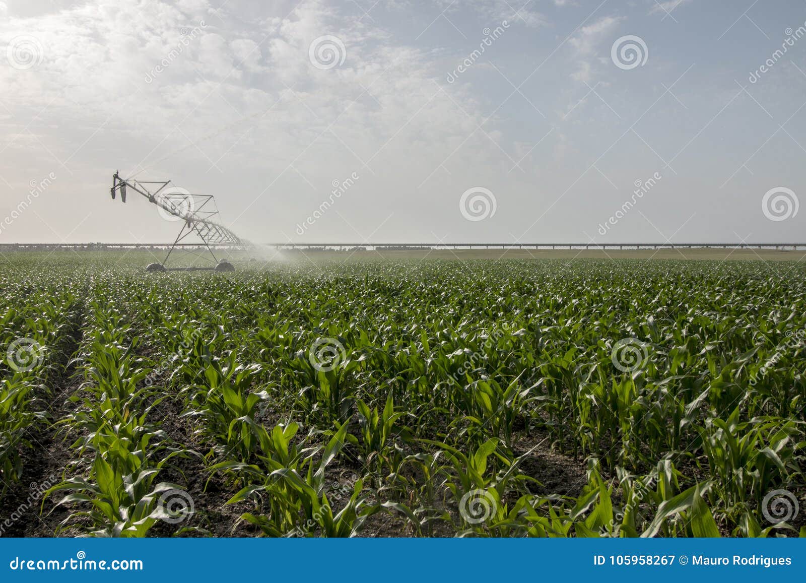 Irrigation of corn field stock image. Image of countryside - 105958267