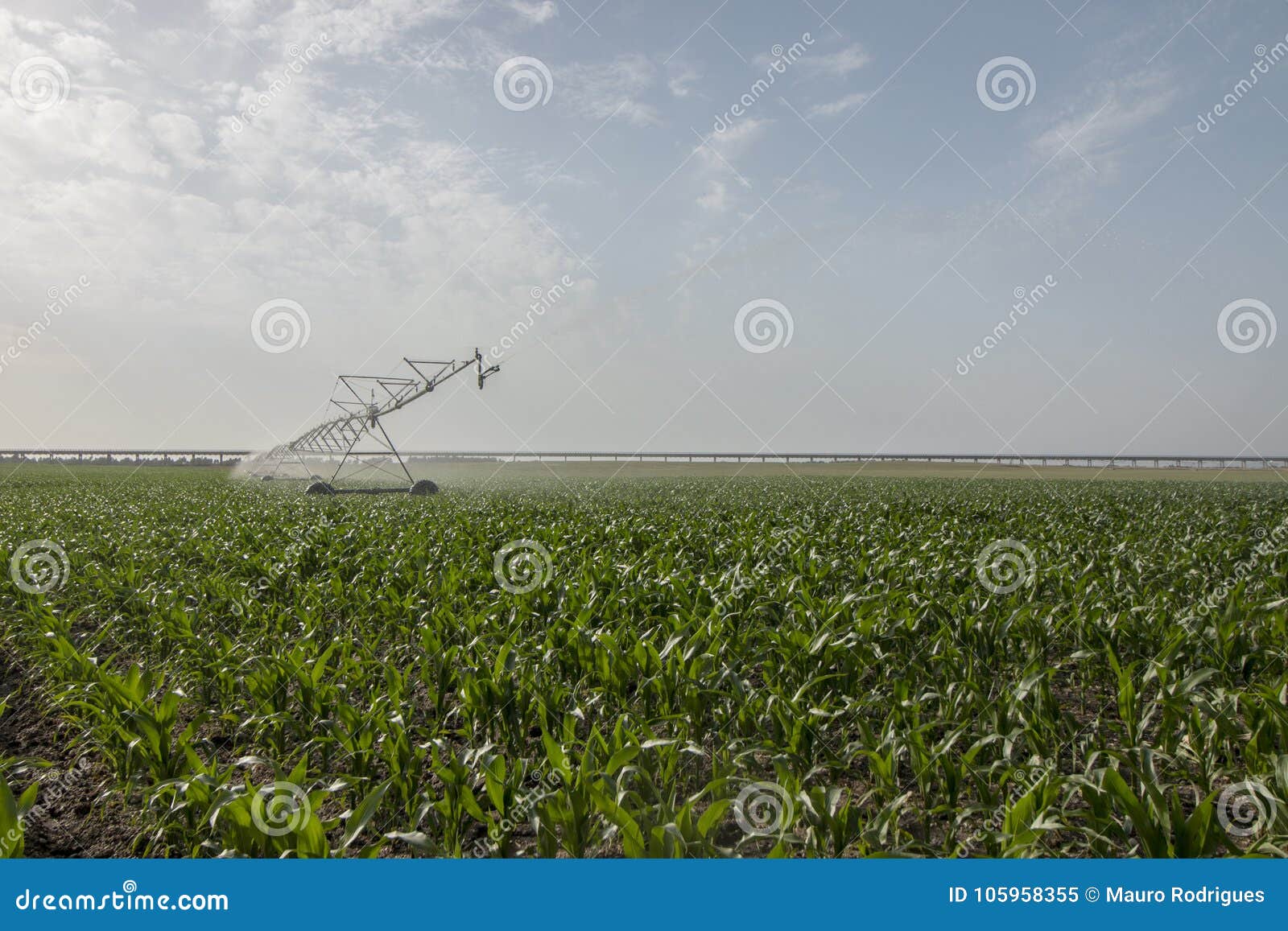 Irrigation of corn field stock image. Image of farmland - 105958355