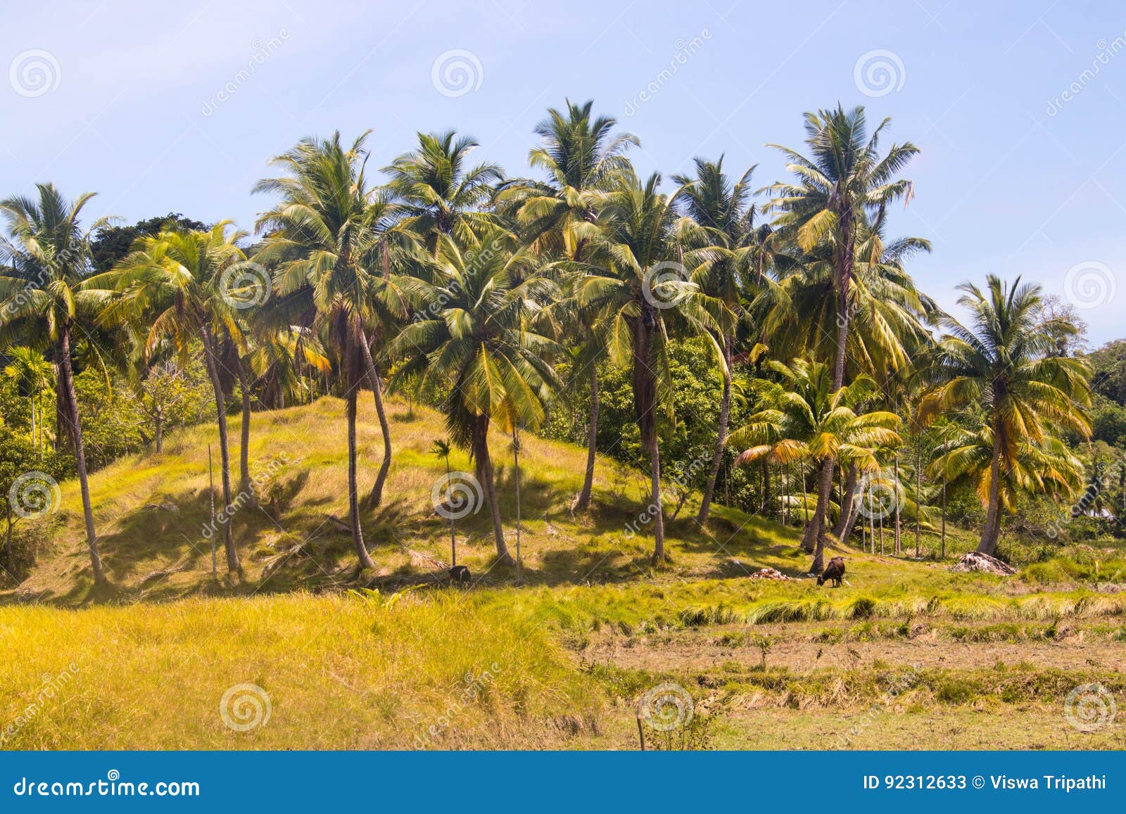 Landscape View of the Coconut Trees Stock Image - Image of beaches ...
