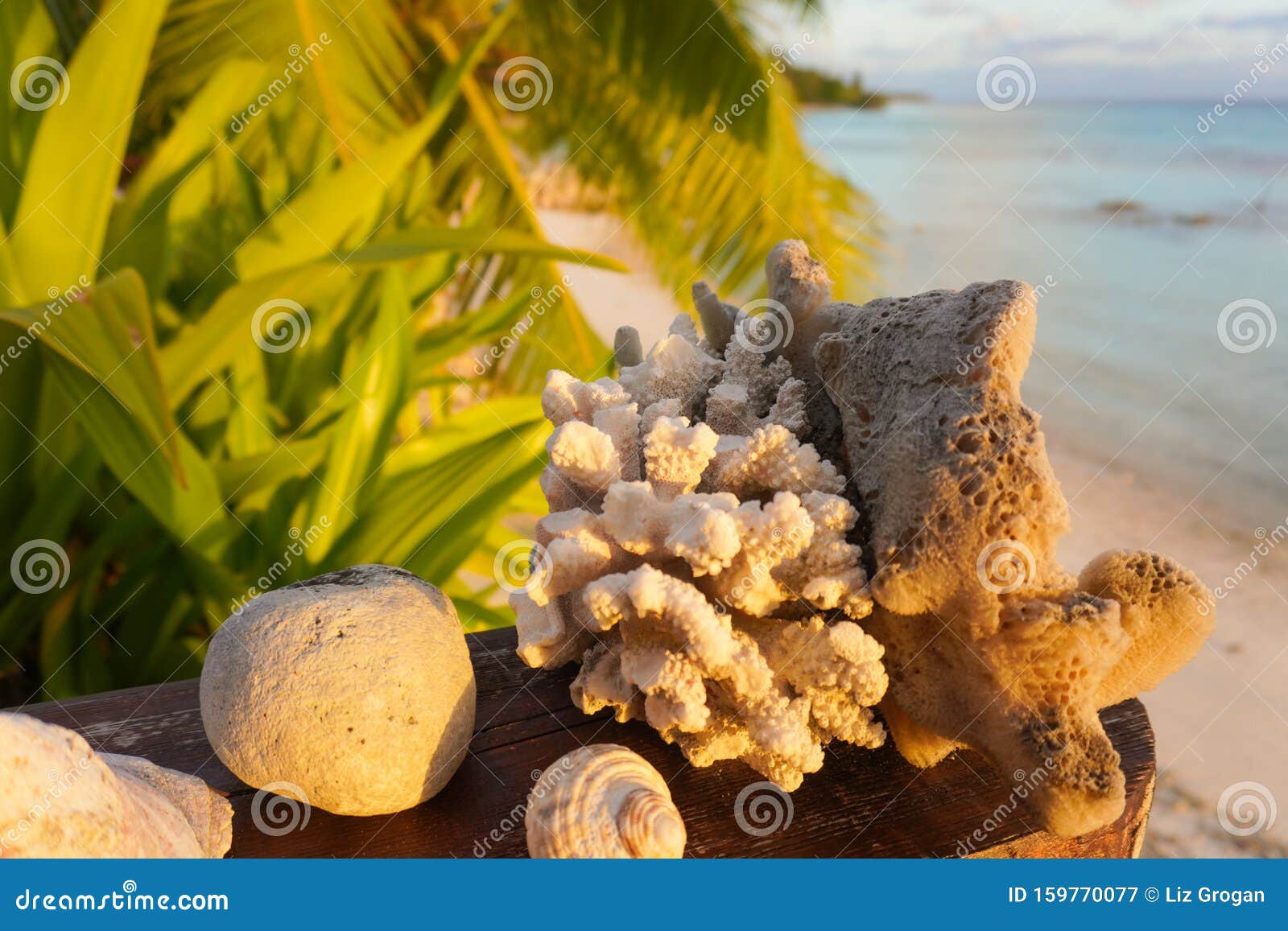 Coral and Shells Rest on a Bungalow Deck Railing in Front of Palm Trees ...