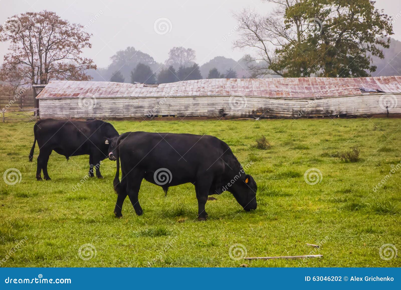 Landscape View of a Cow Farm Ranch in Fog Stock Photo - Image of ...
