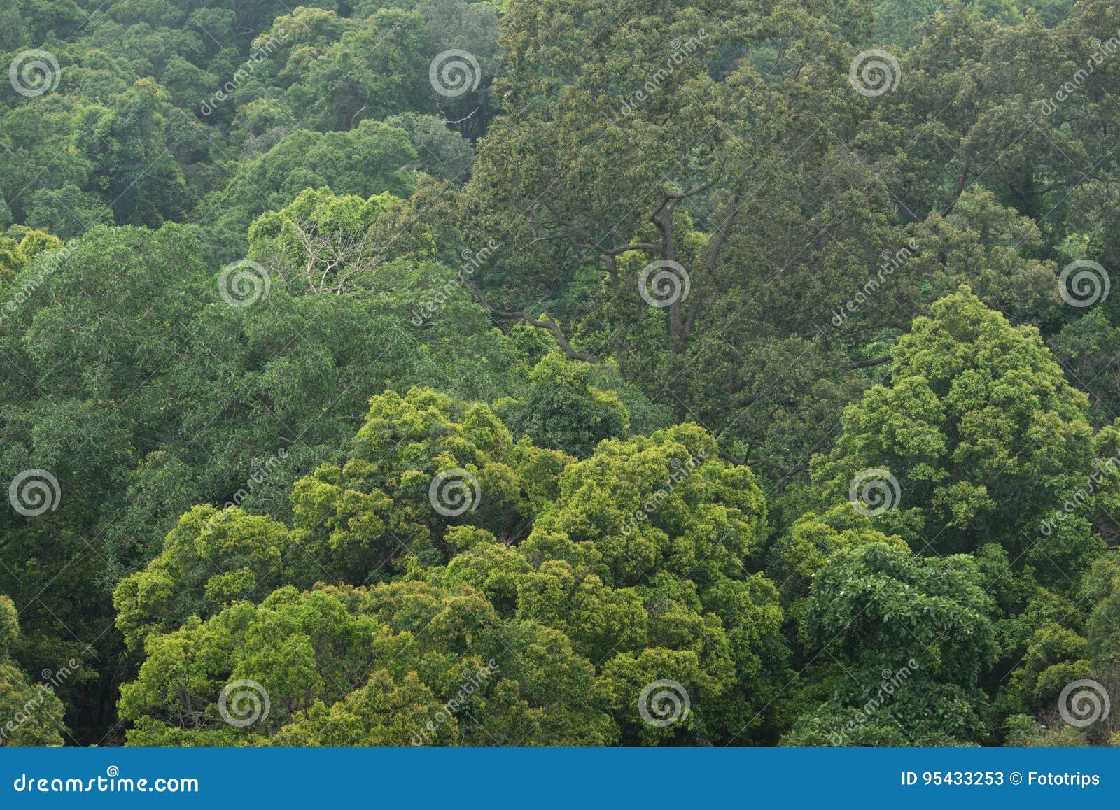 Landscape View of Dry Tropical Evergreen Forest,Thailand Stock Image ...