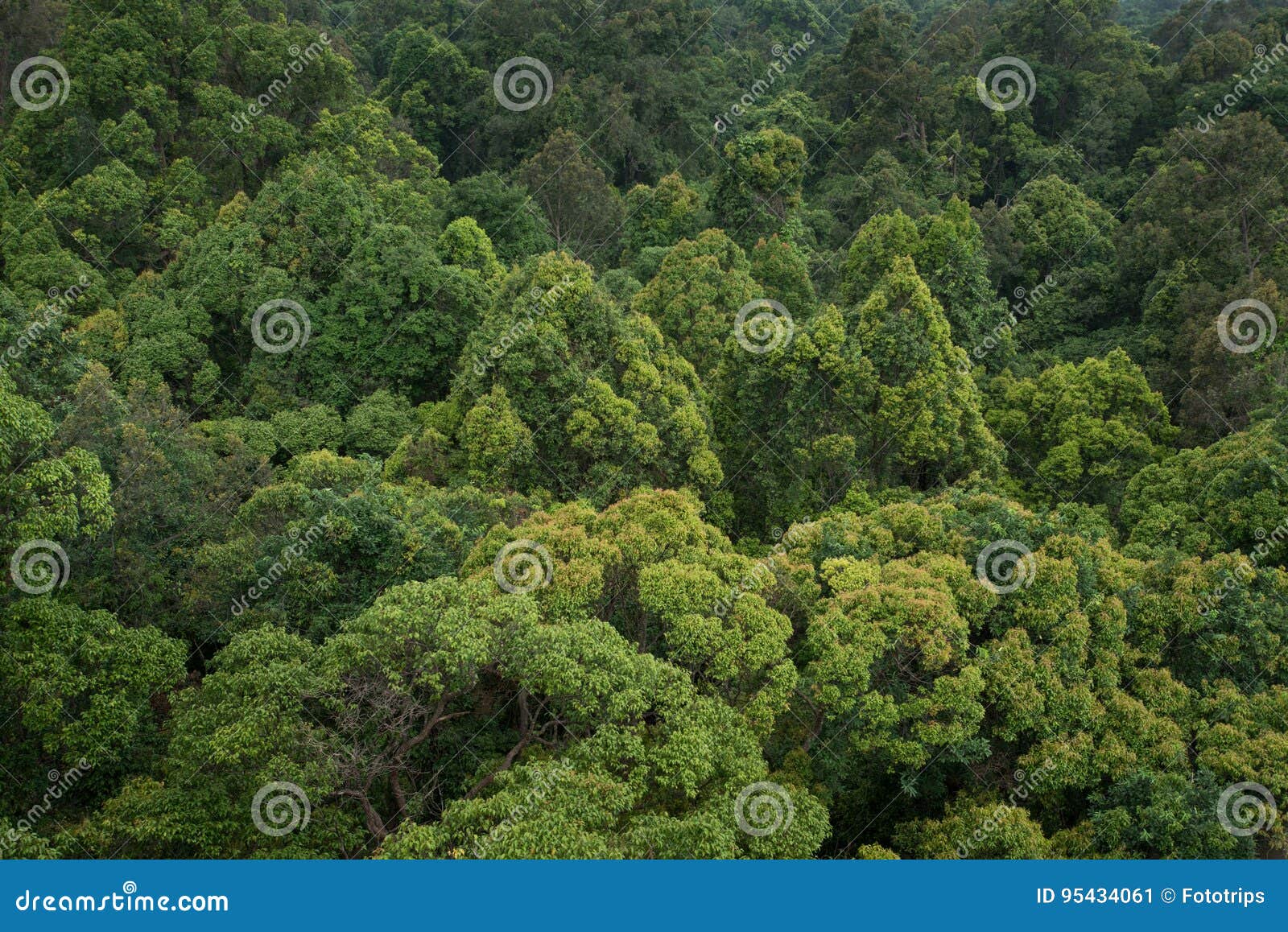 Landscape View of Dry Tropical Evergreen Forest,Thailand Stock Image ...