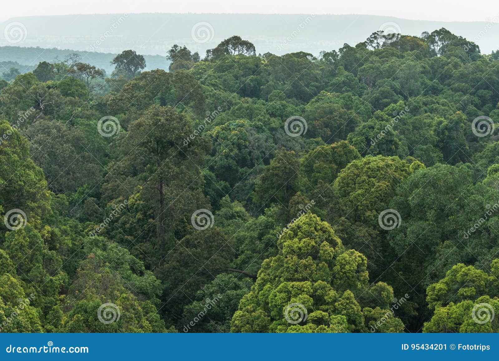 Tropical Evergreen Trees