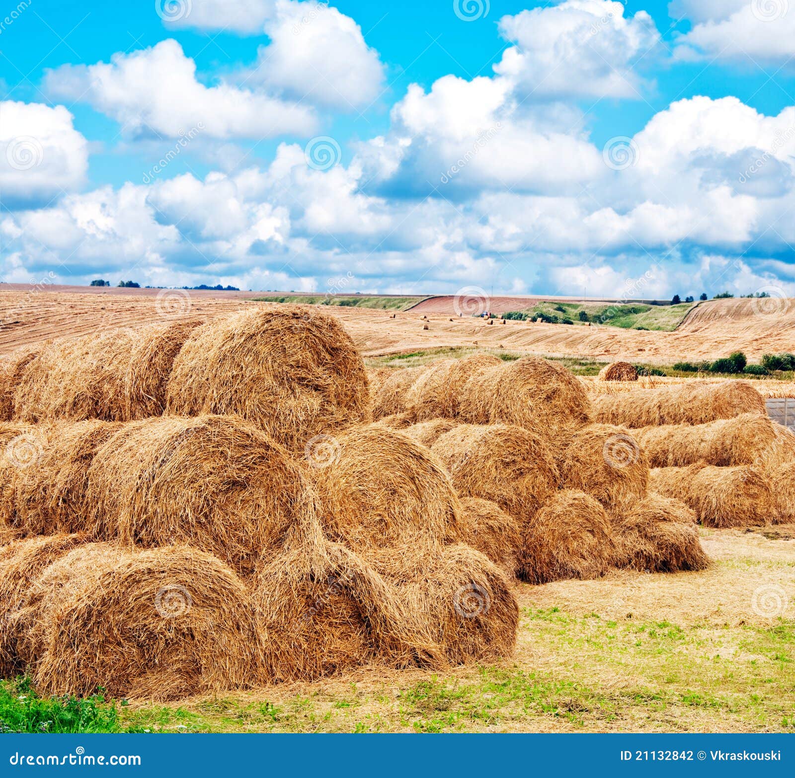 Landscape View of a Farm Field with Gathered Crops Stock Photo - Image ...