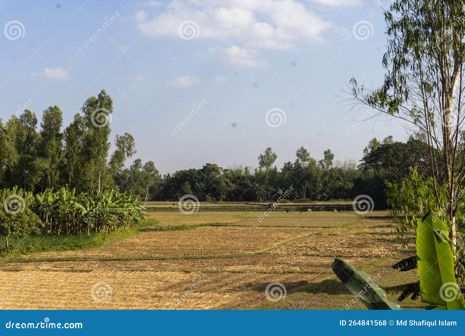 Landscape View of Field with Tree Background Stock Photo - Image of ...