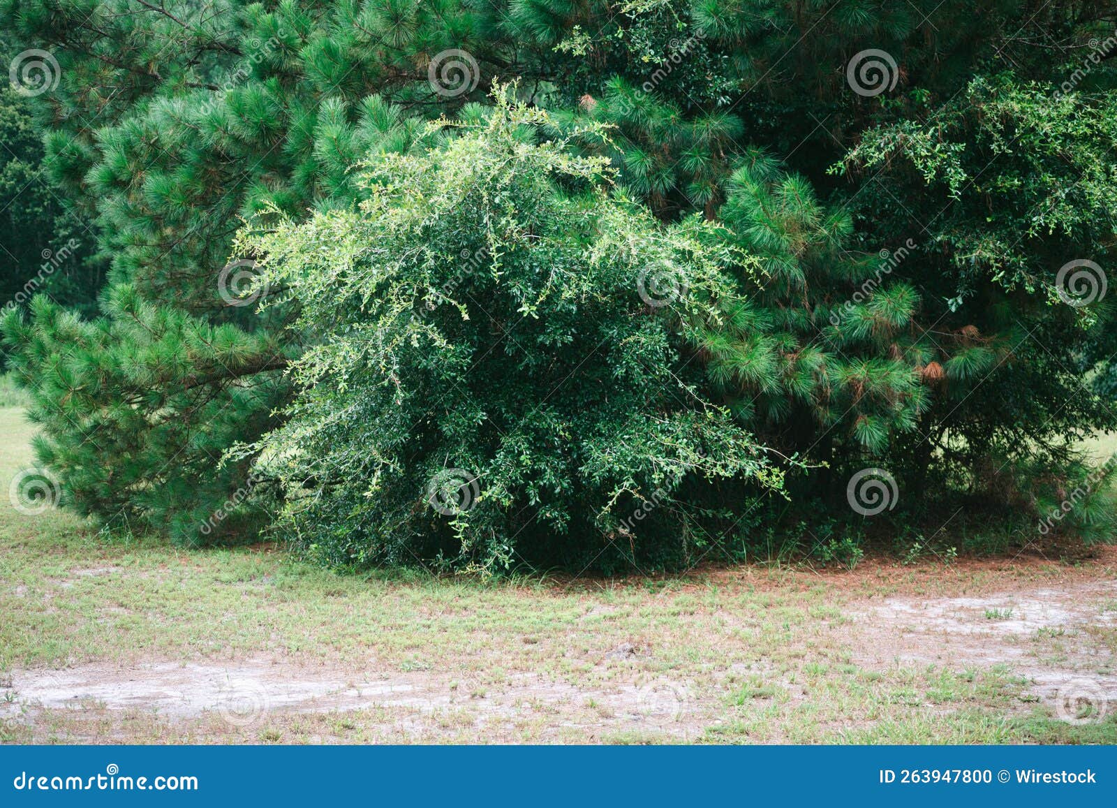 Landscape View of the Field with Trees and Shrubs Stock Photo - Image ...