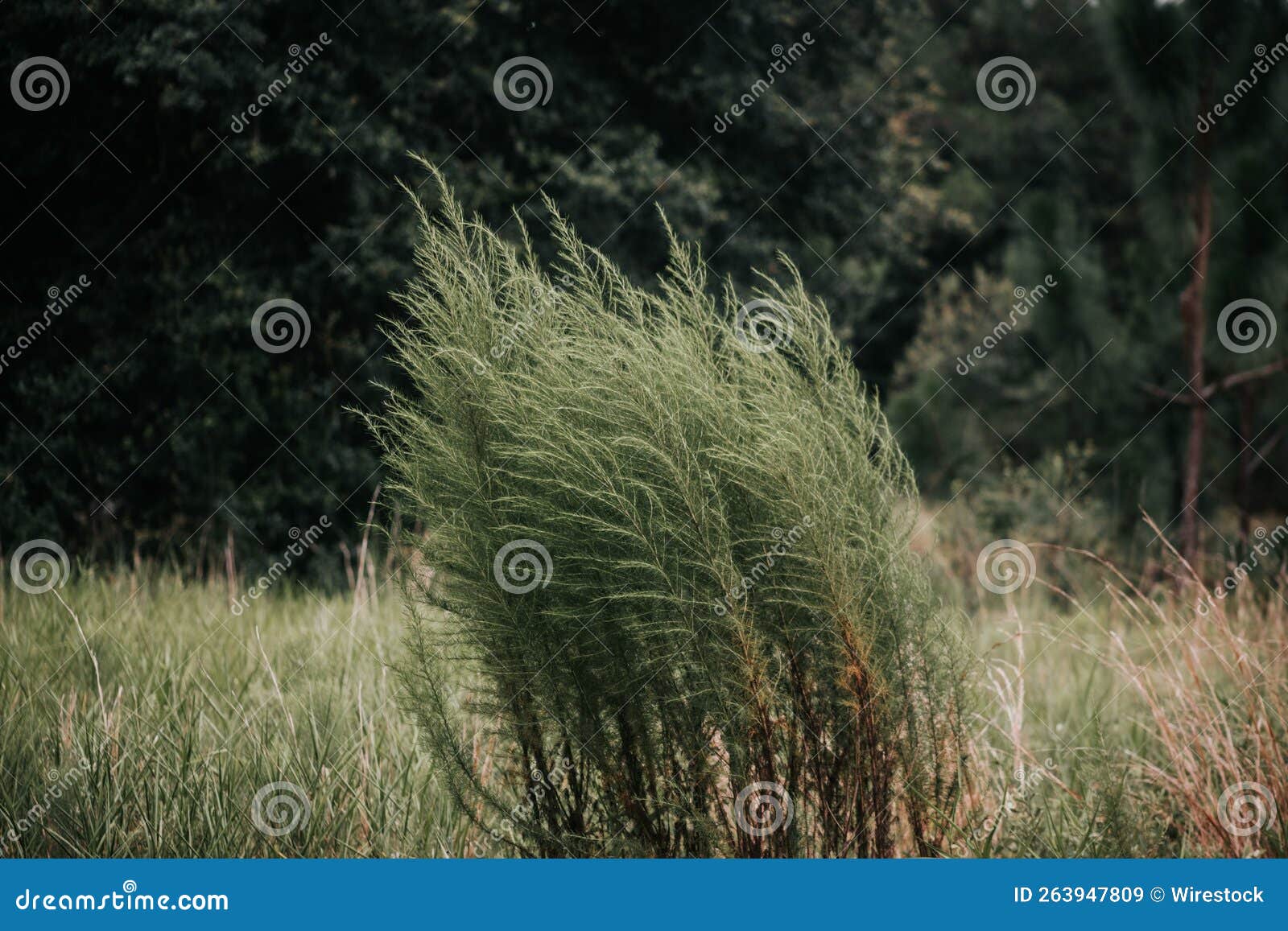 Landscape View of the Field with Trees and Shrubs Stock Image - Image ...