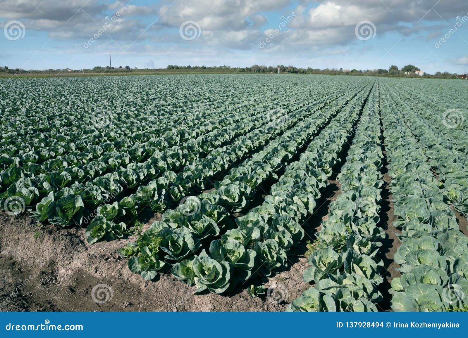 Landscape View of a Freshly Growing Cabbage Field. Texas, Winter Stock ...