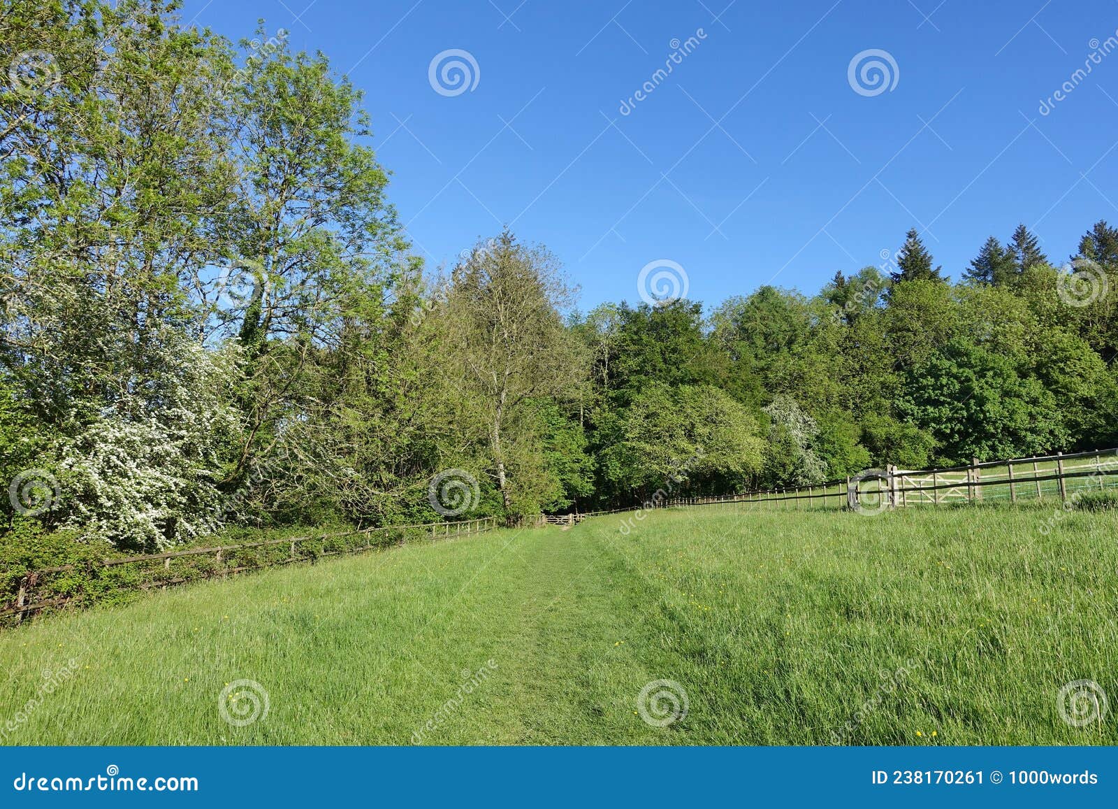 Field and Trees Landscape stock image. Image of grassland - 238170261