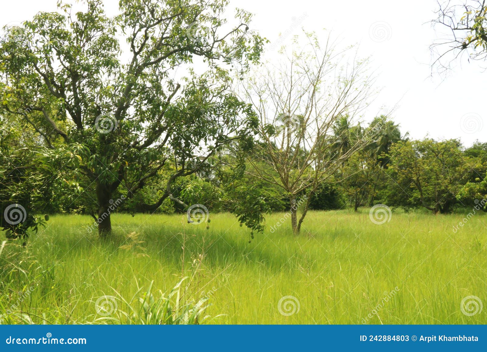 Landscape View of Green Nature Farm Stock Image - Image of mango, grow ...