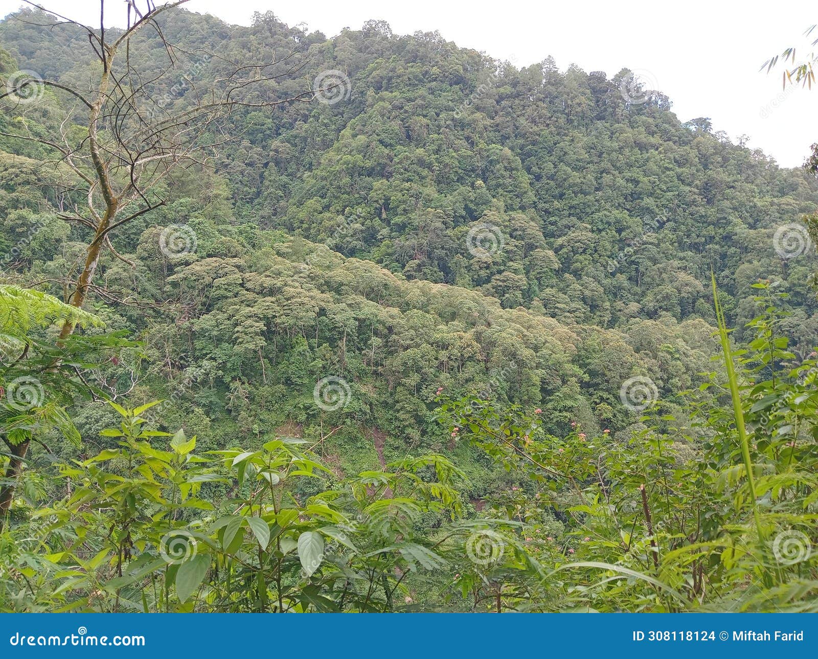 Landscape View Green Tropical Rainforest Mountain Stock Photo - Image ...