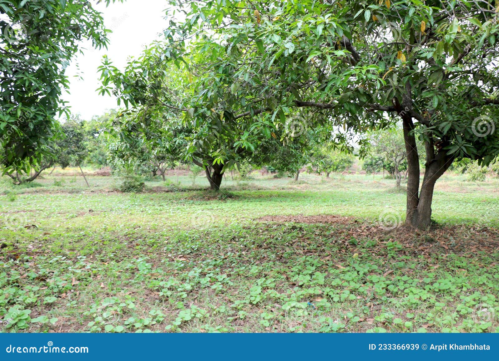 Landscape View of Mango Farm - Image Stock Image - Image of farming ...