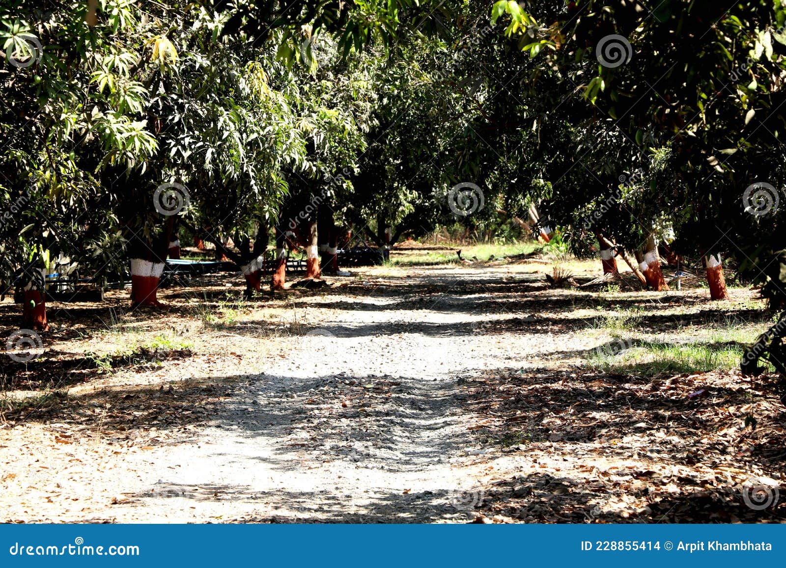 Landscape View of Mango Trees Farm Stock Photo - Image of plant, season ...