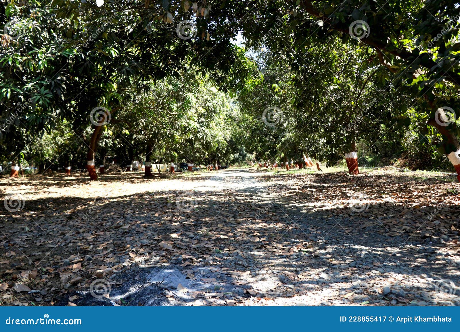 Landscape View of Mango Trees Farm Stock Image - Image of food, mango ...