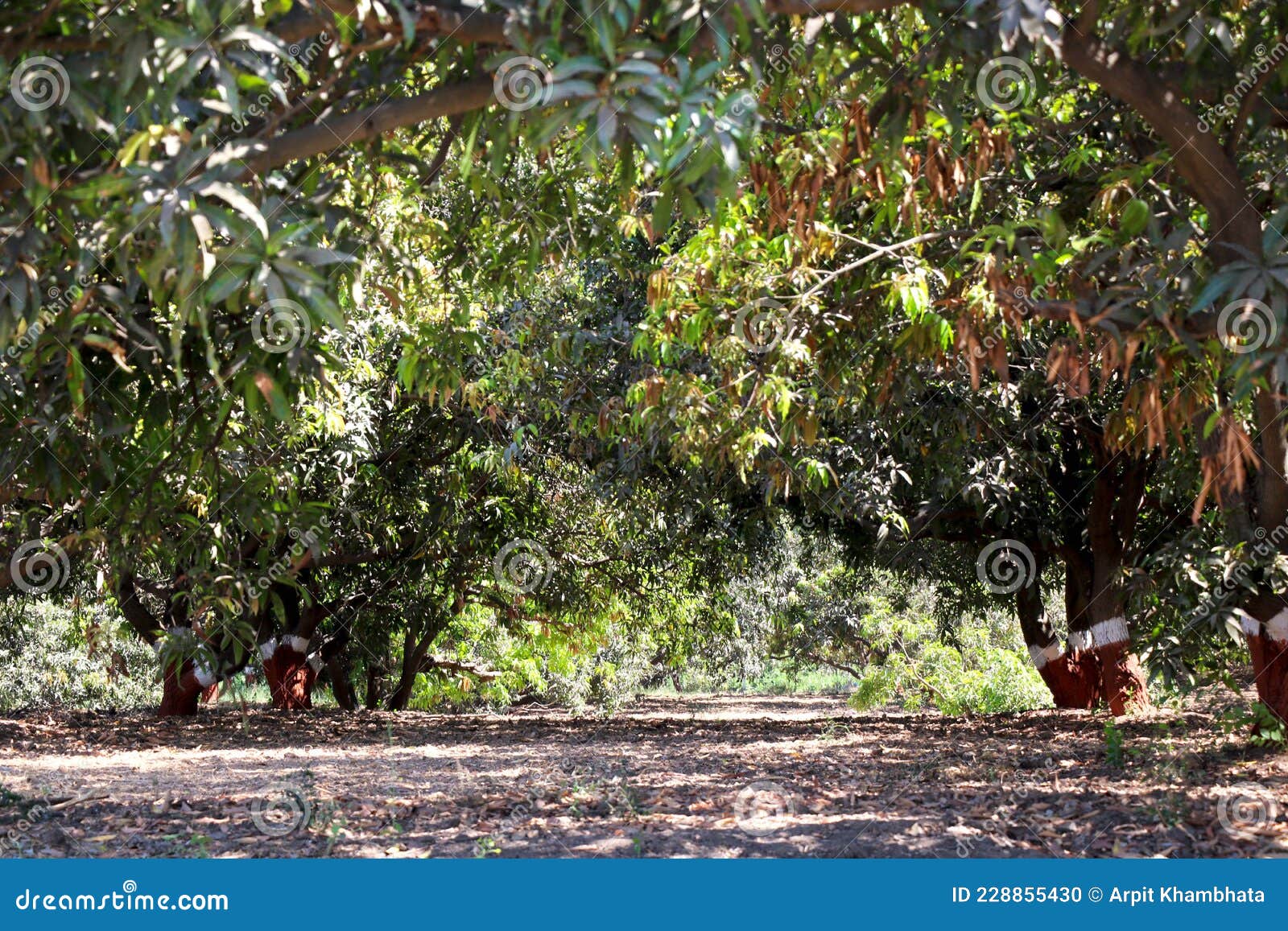 Landscape View of Mango Trees Farm Stock Photo - Image of life, biology ...