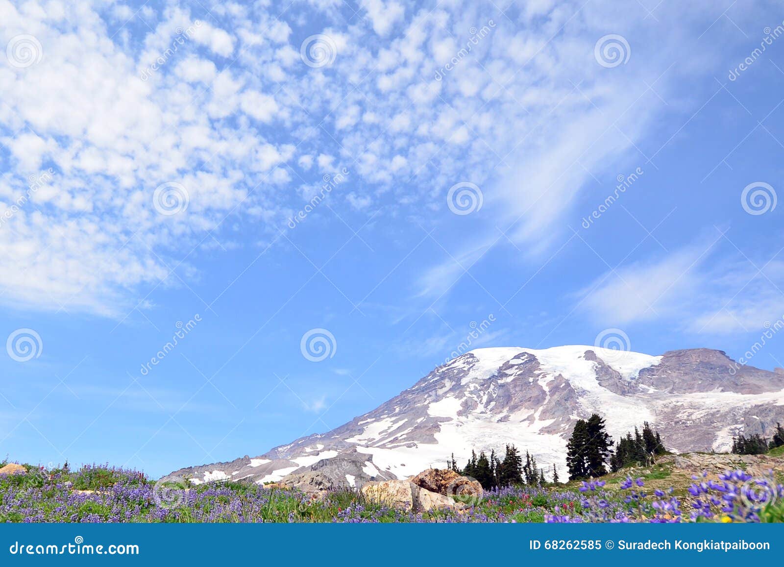 Landscape View of Mt. Rainier during Spring Time Stock Image - Image of ...
