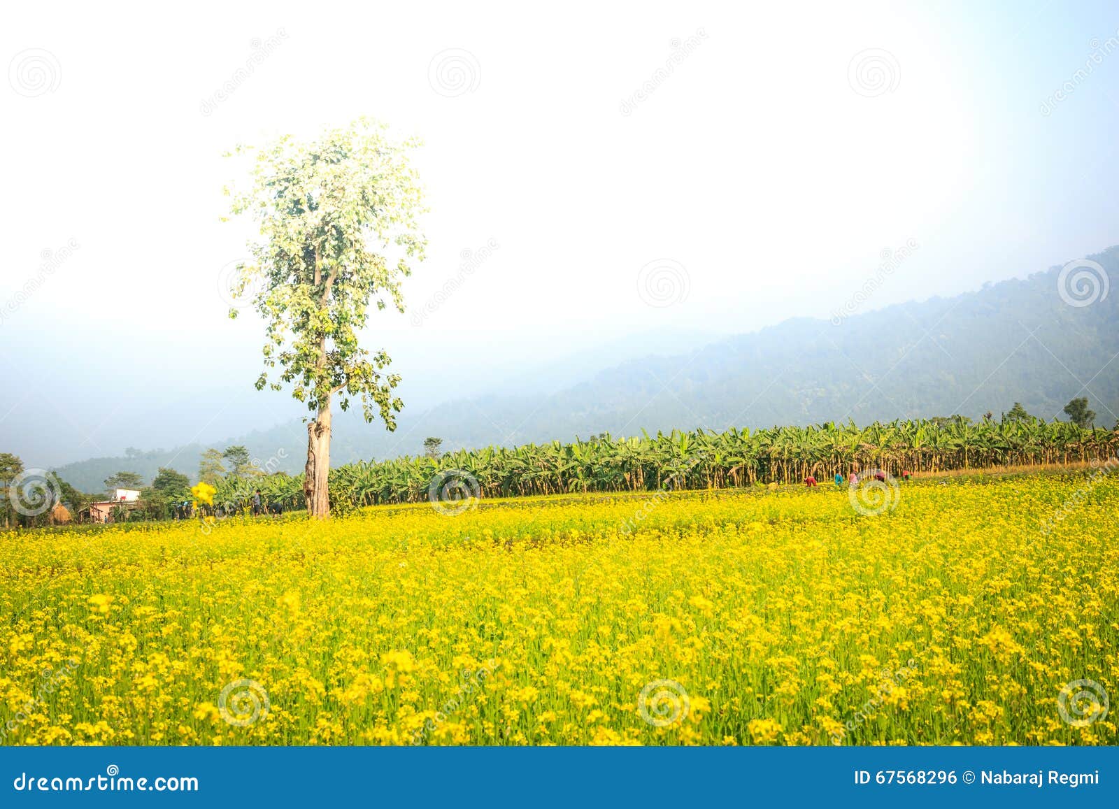 Landscape View with Mustard Field Stock Photo - Image of mountains ...