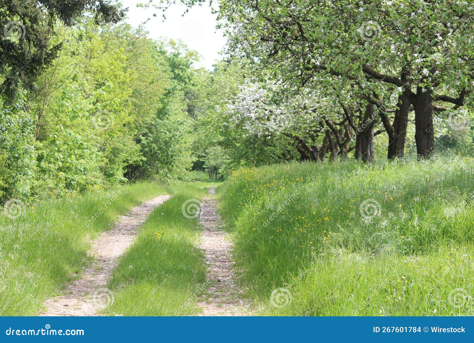 Landscape View of the Narrow Road on the Grass with Lush Trees in the ...
