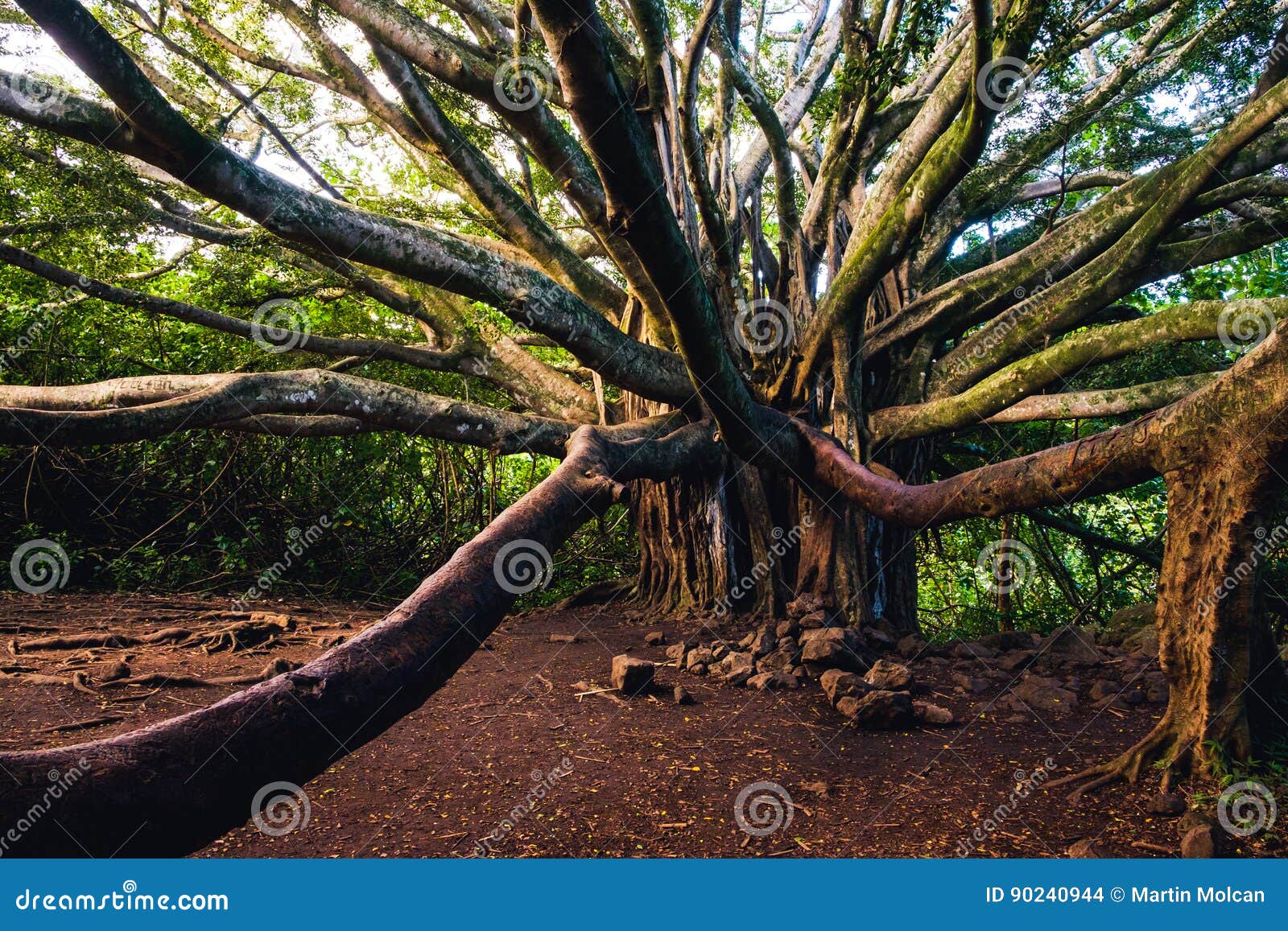 Landscape View of Old Big Forest Tree with Long Branches Stock Photo ...