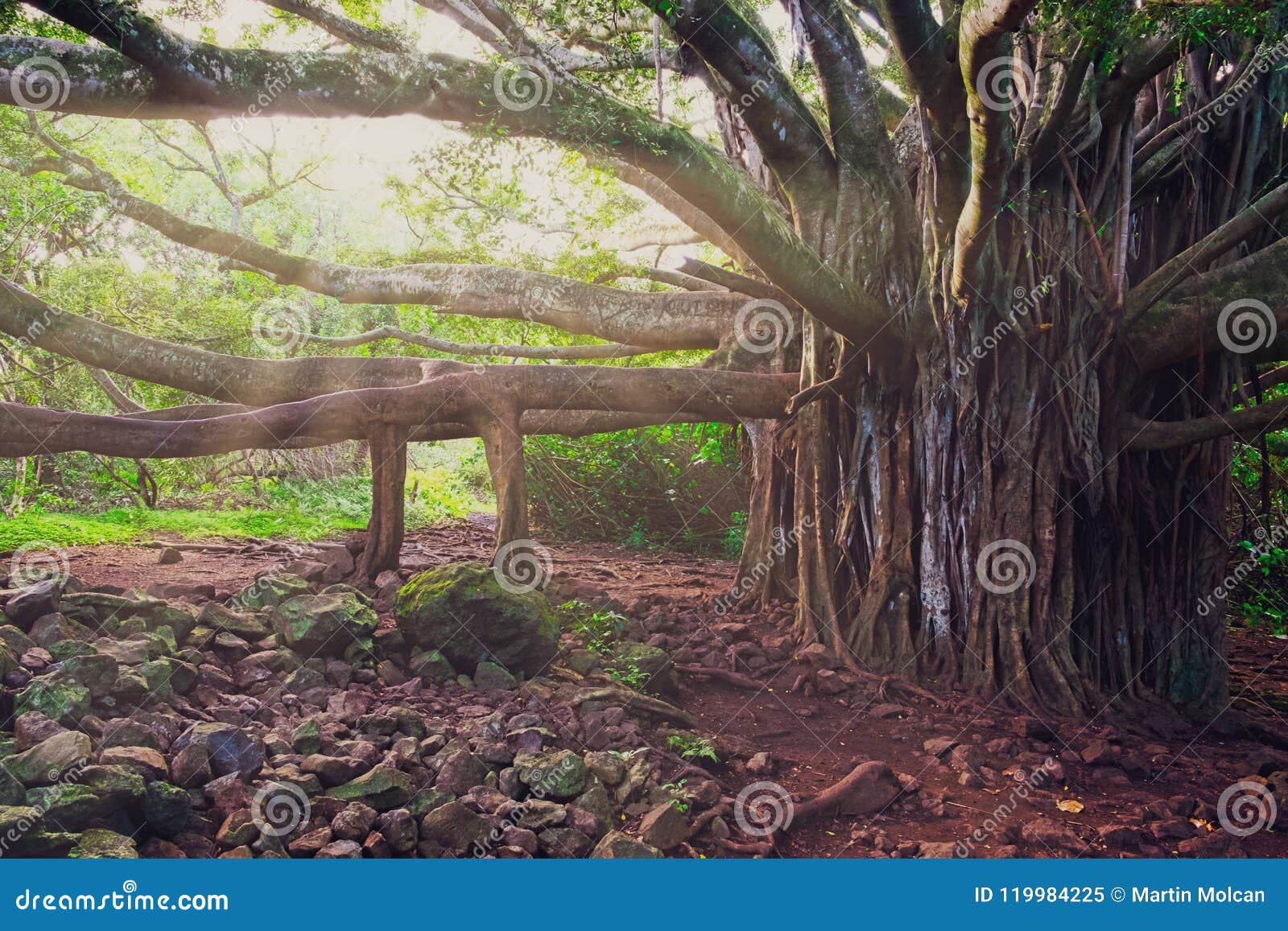 Landscape View of Old Big Forest Tree with Long Branches, Hawaii Stock ...