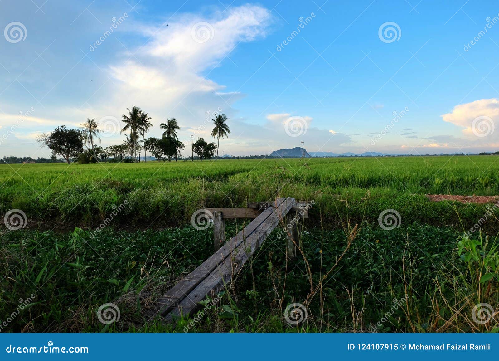 Landscape View of Paddy Fields,coconut Tree,river,small Bridge and ...