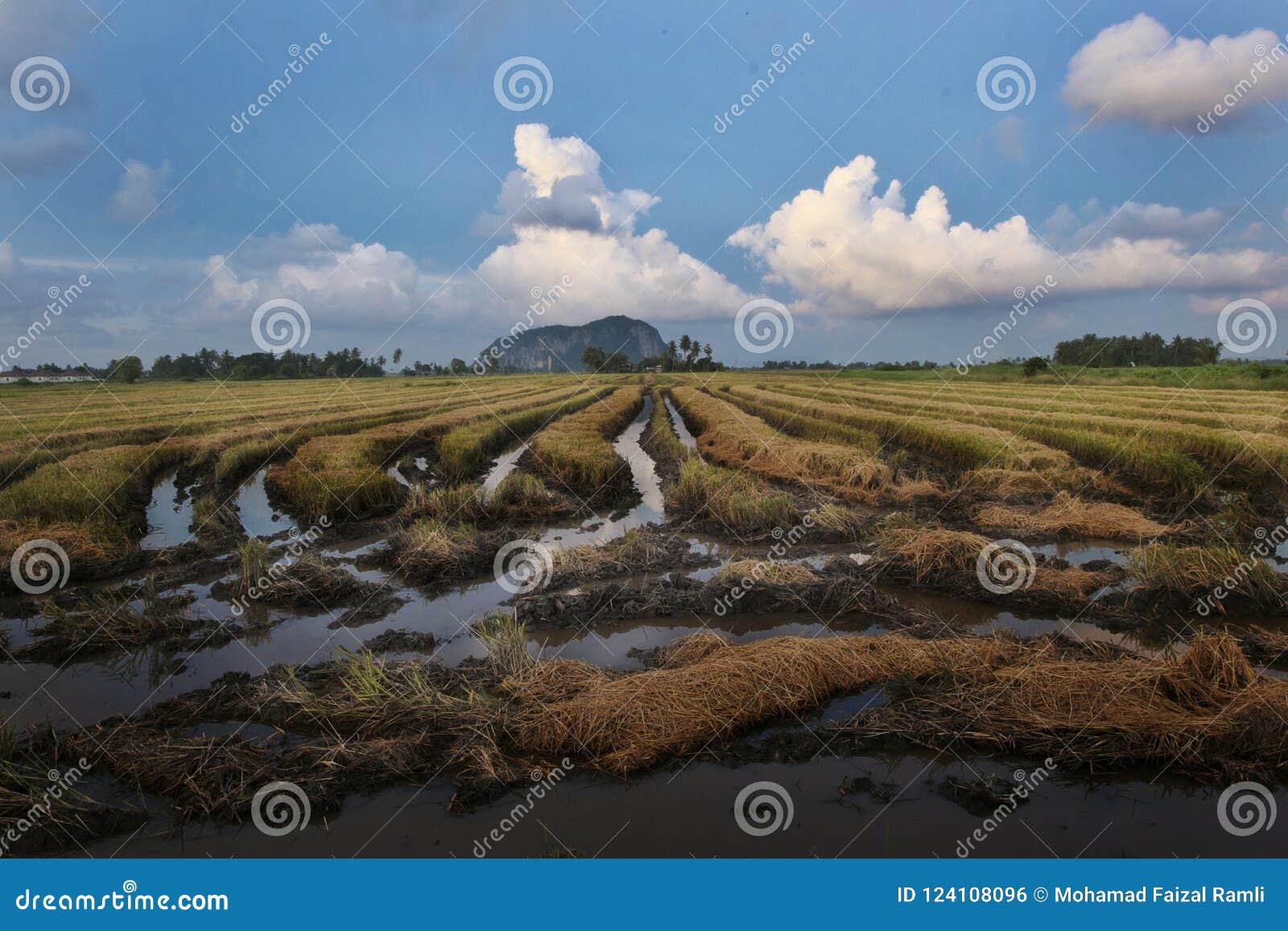 Landscape View Paddy Fields after Harvest with Mountain and Dramatic ...
