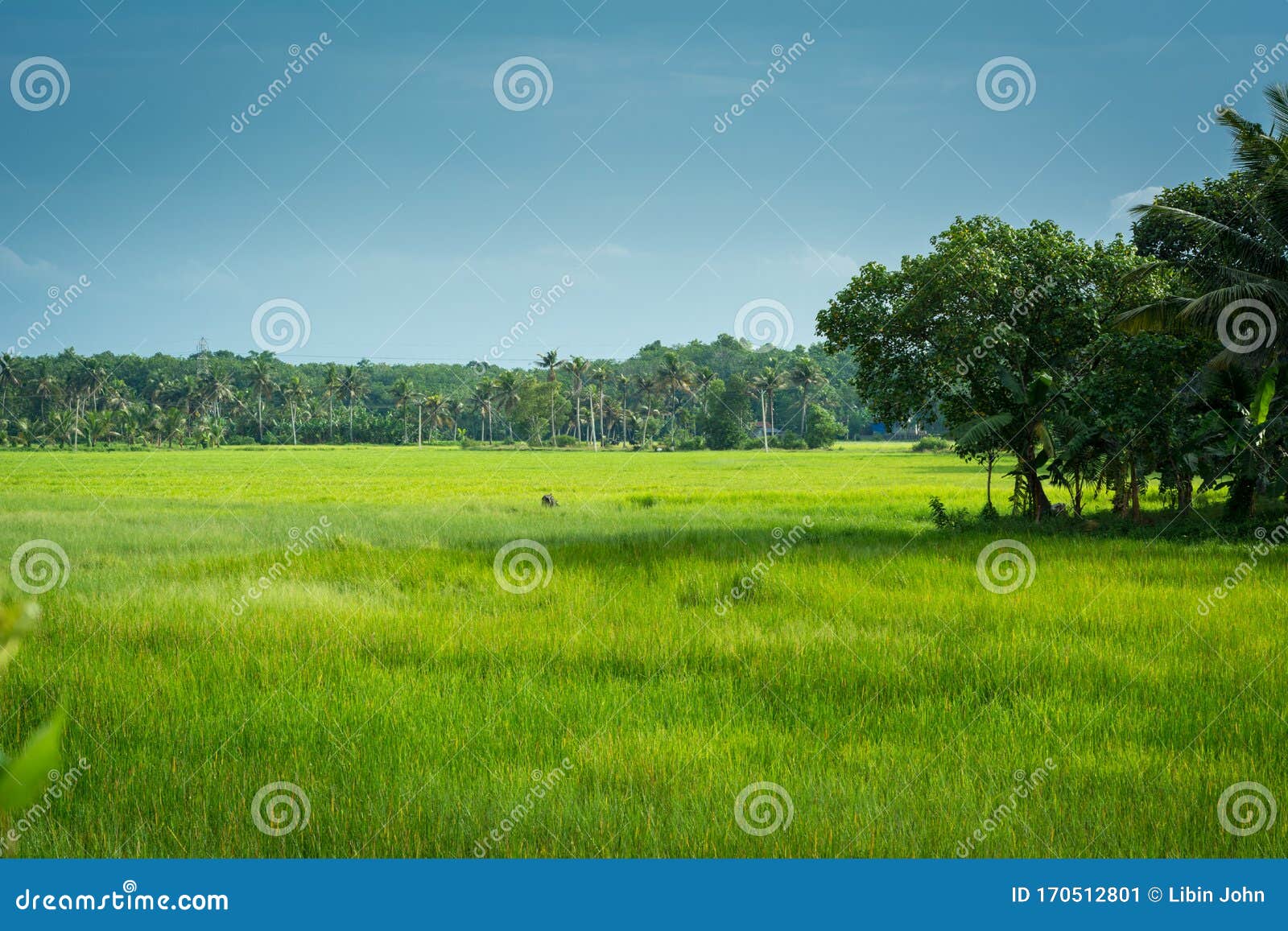 Landscape View of Paddy in Kerala Stock Image - Image of food, country ...