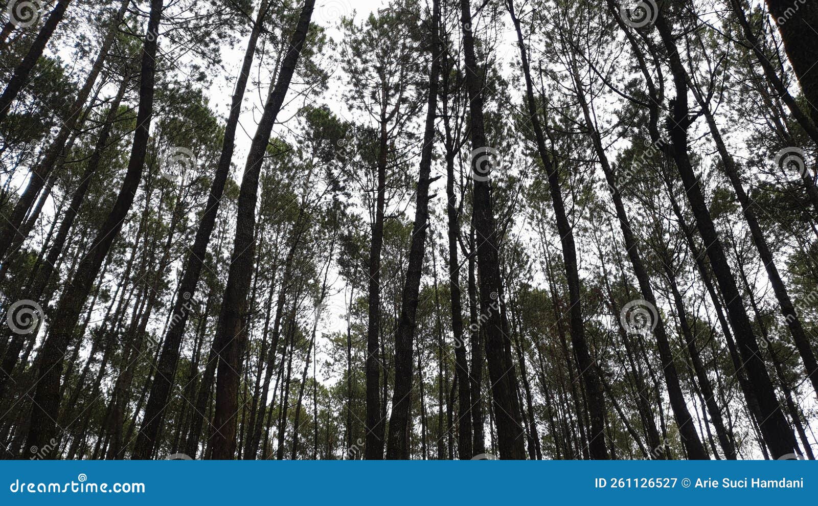 Landscape View of Pine Trees Stock Image - Image of nature, trunk ...