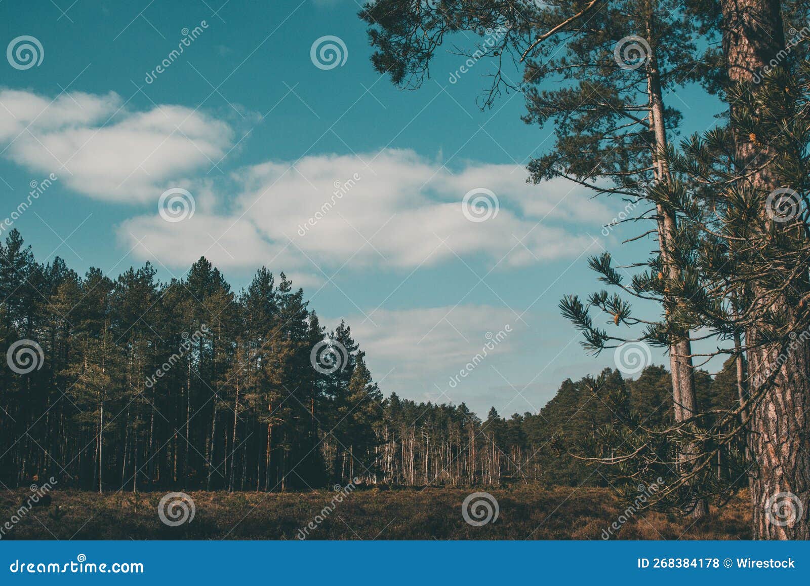 Landscape View of the Pine Trees in the Forest Stock Photo - Image of ...