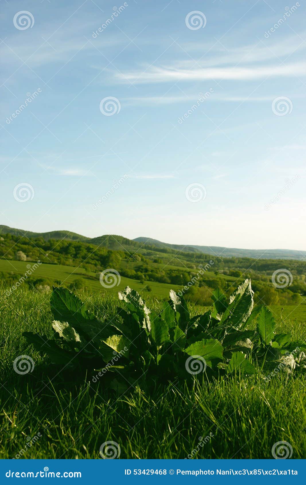 Landscape View with Plant in Foreground Stock Photo - Image of spring ...