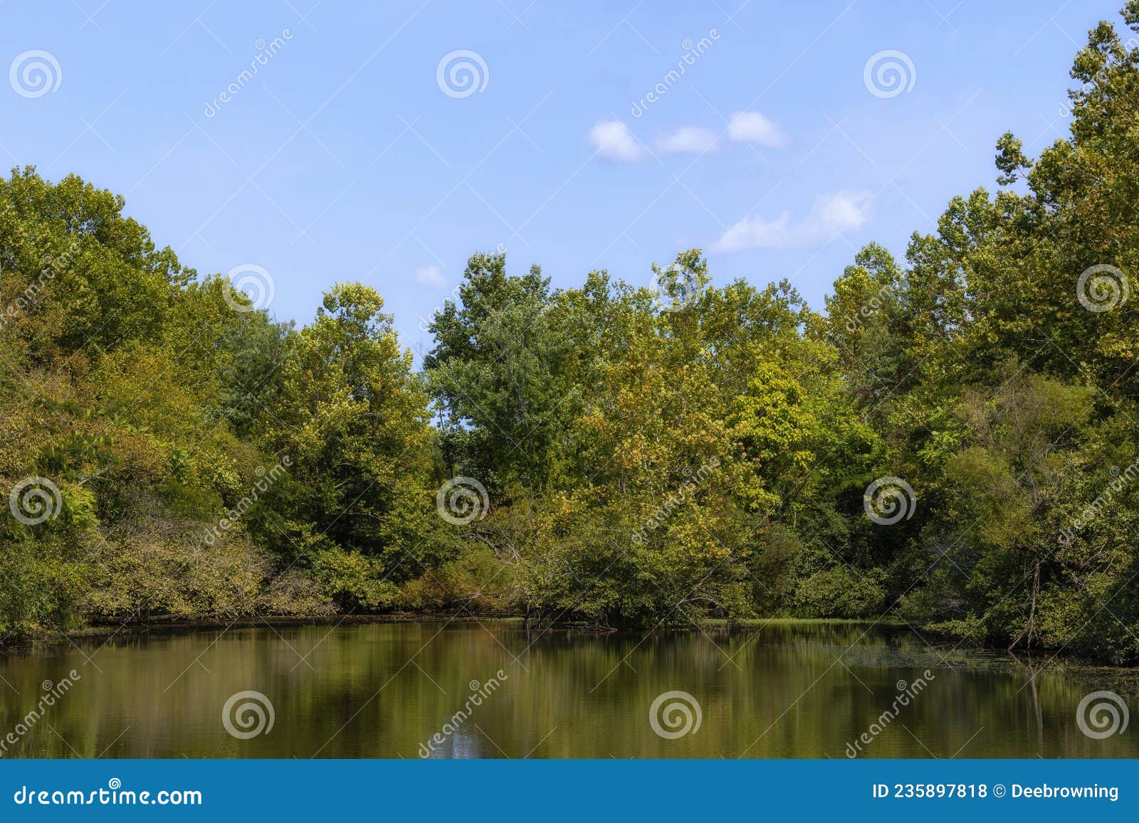 Landscape View of Trees Around a Pond Stock Photo - Image of ...