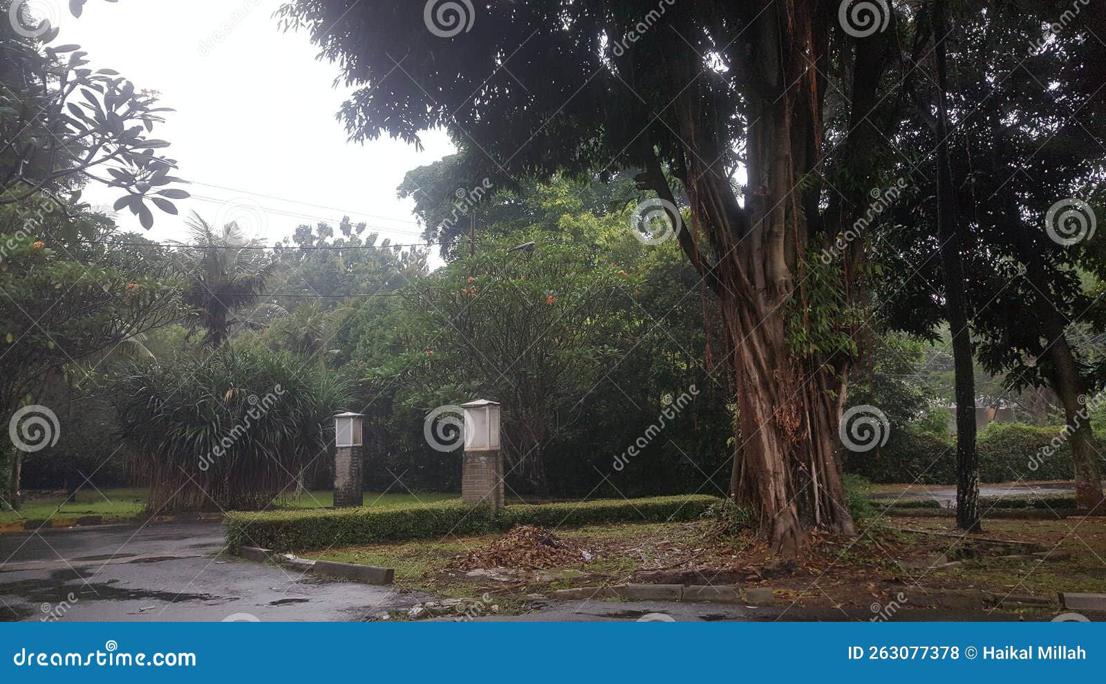 Landscape View Rainy Day Trees Background Wallpaper Stock Photo - Image ...