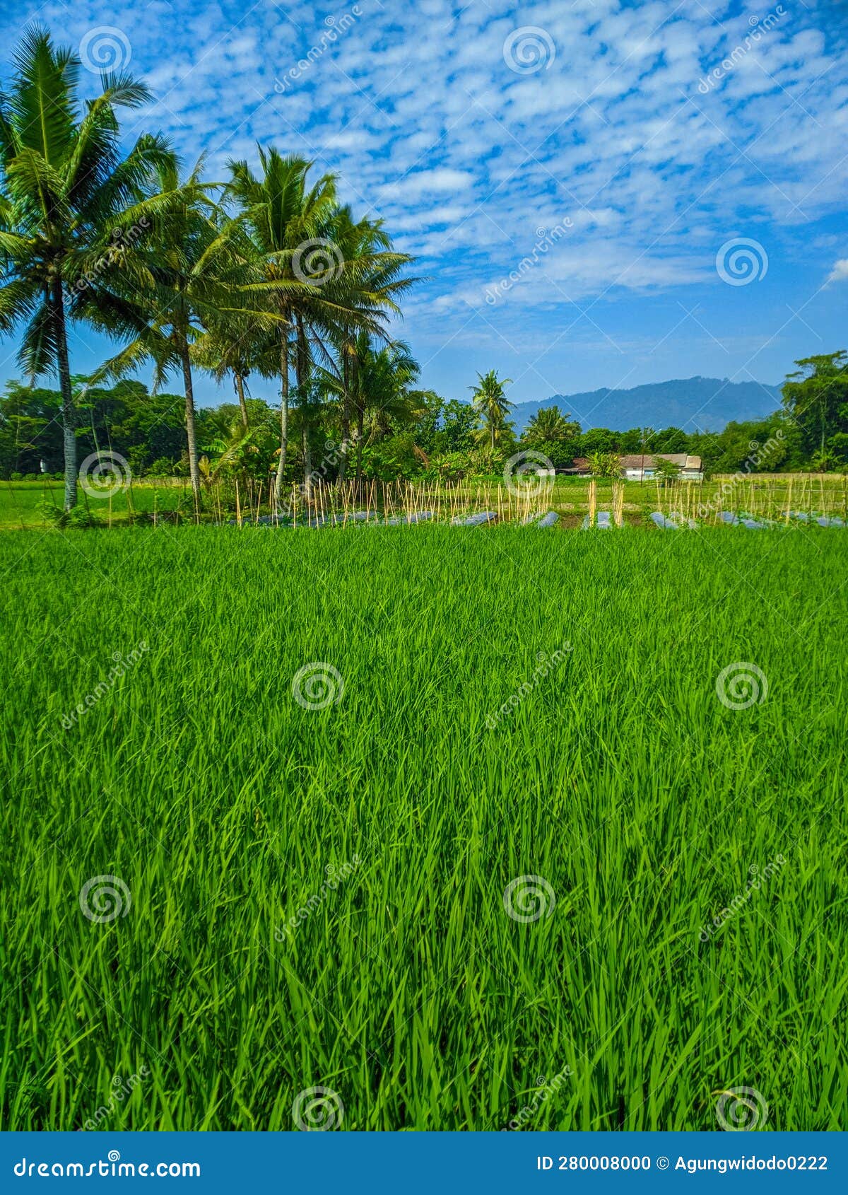 Landscape View of Rice Farm Fields with Coconut Trees and Blue Sky in ...