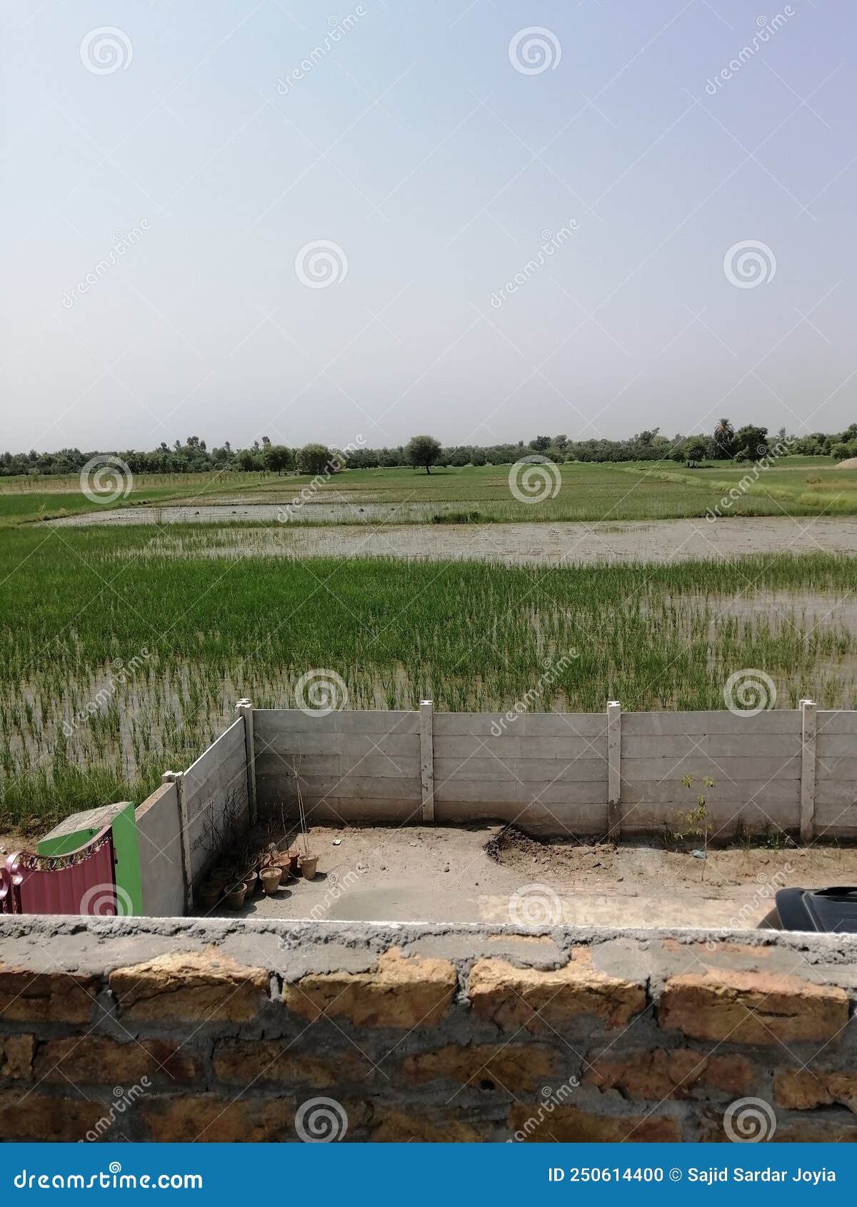 Landscape View Rice Paddy Fields Rooftop Farmhouse Stock Photo - Image ...