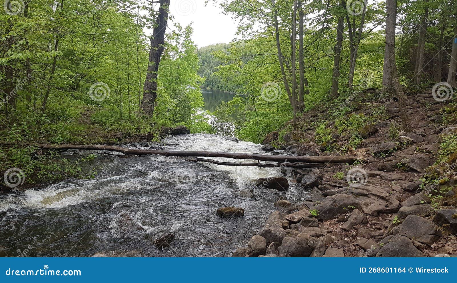 Landscape View of the Riverside Forest with Falling Trunks and Trees ...