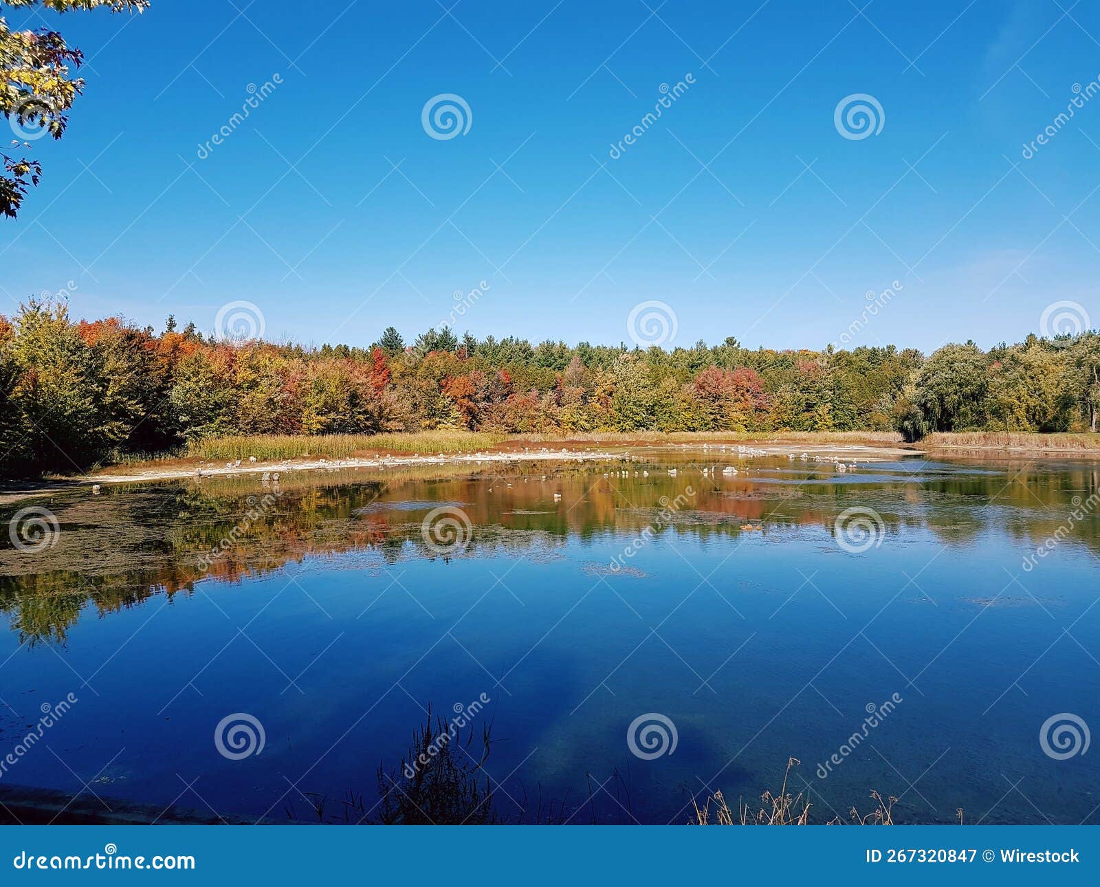 Landscape View of the Robert Edmondson Conservation Area Stock Image ...