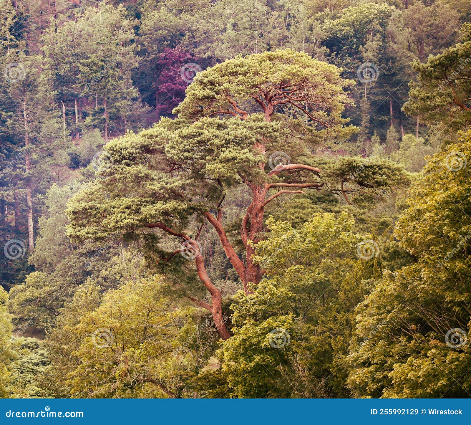 Landscape View of Scottish Forest Trees with Heavy Vegetation Stock ...