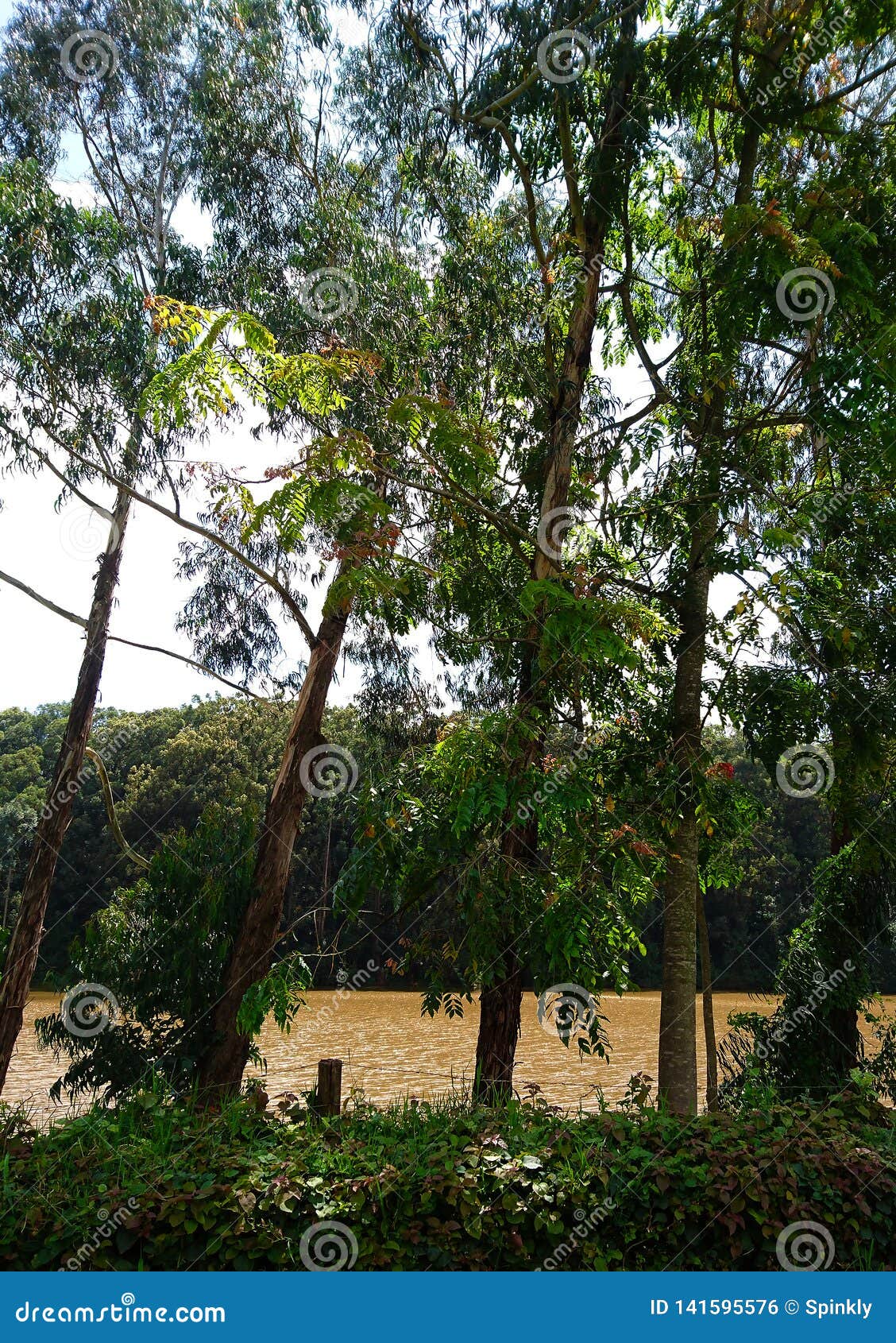 Trees by the river front stock photo. Image of brown - 141595576