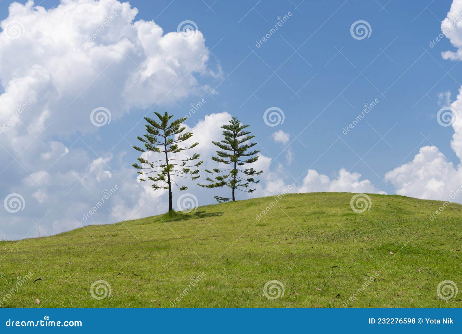 Landscape View with Small Pine Trees and Beautiful Sky in Day Time ...
