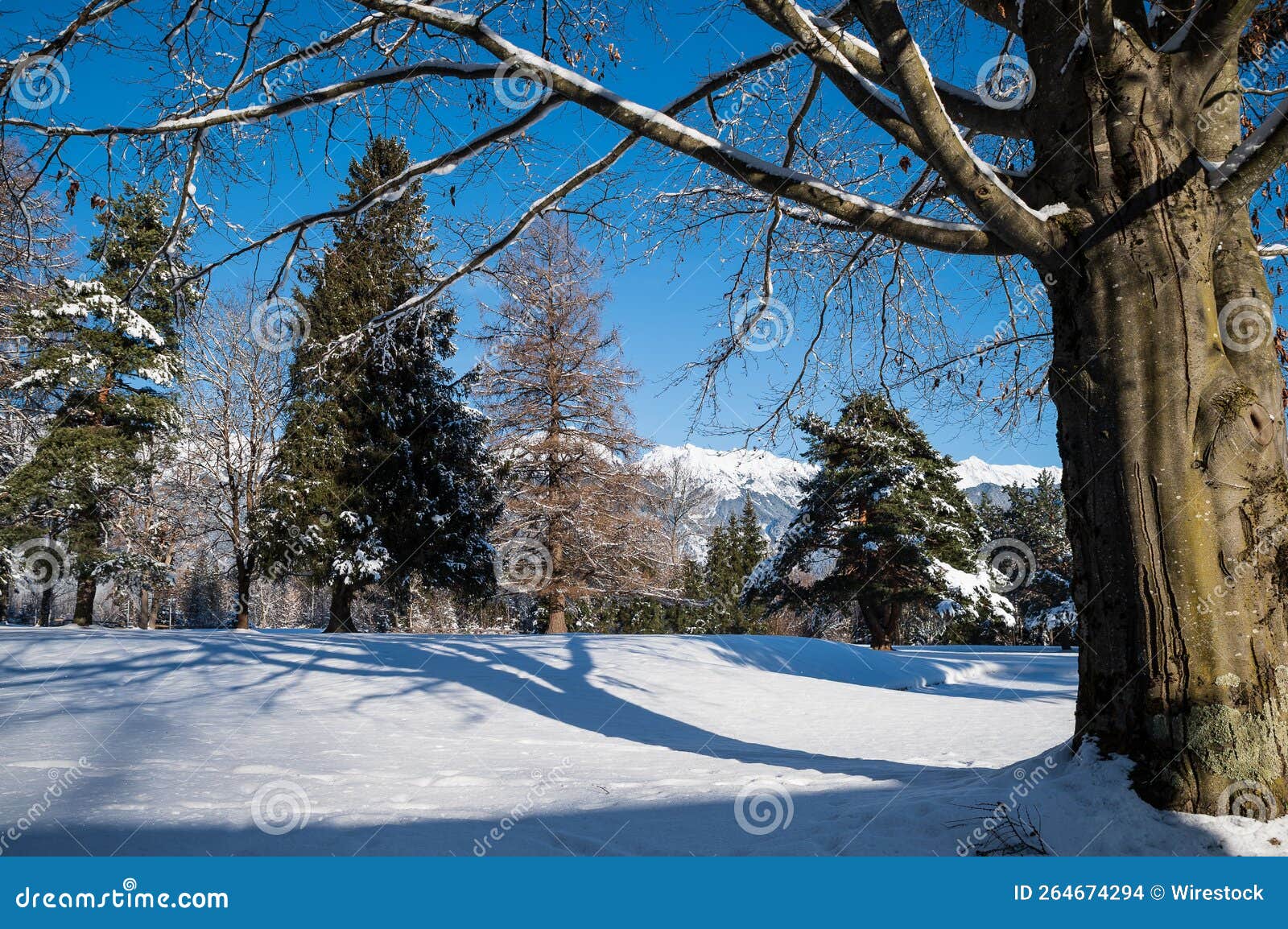 Landscape View of the Snow-capped Forest Stock Photo - Image of pine ...