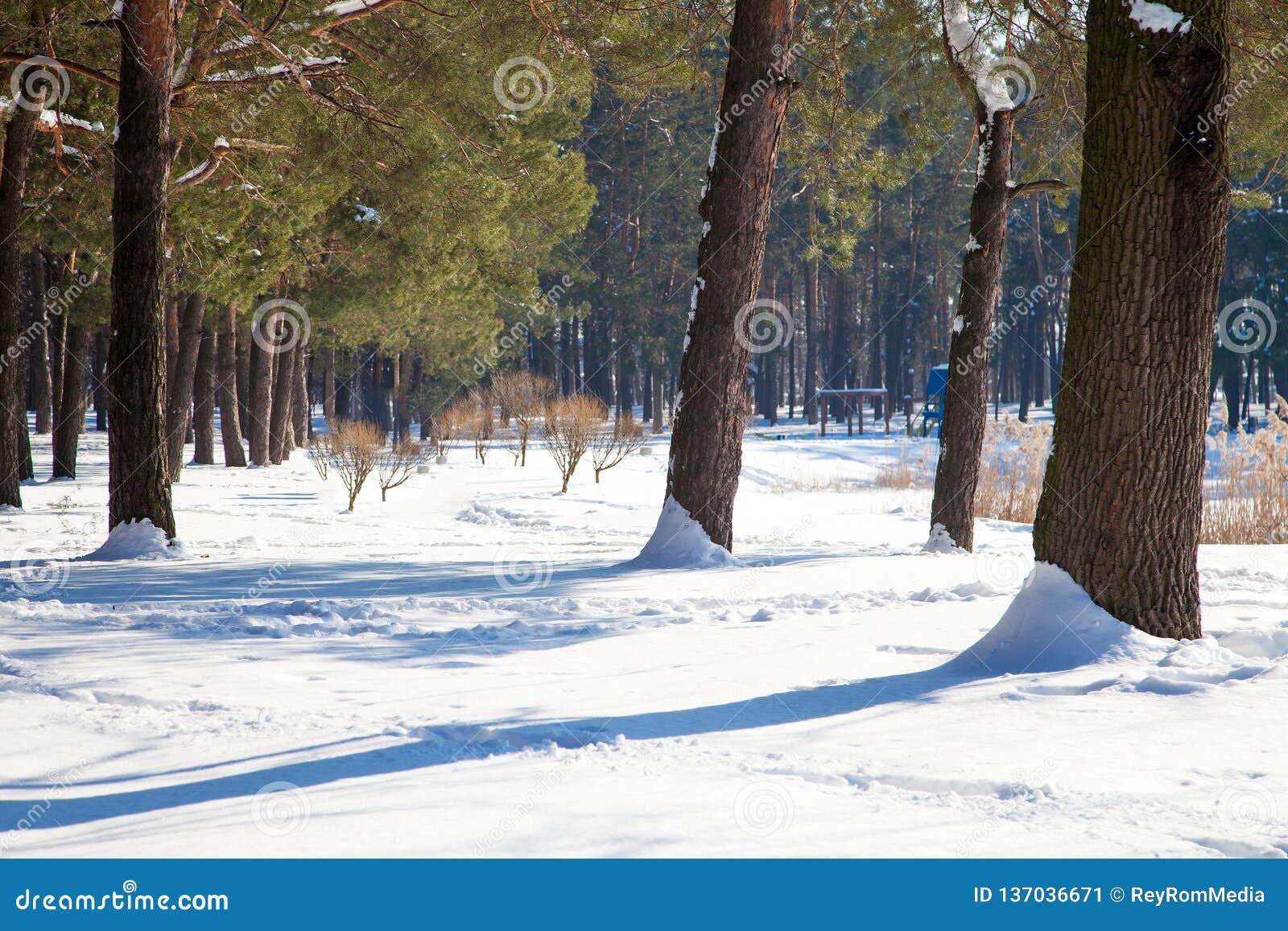 Winter Landscape of Pine Trees with Shadows on Snow Foreground Stock ...