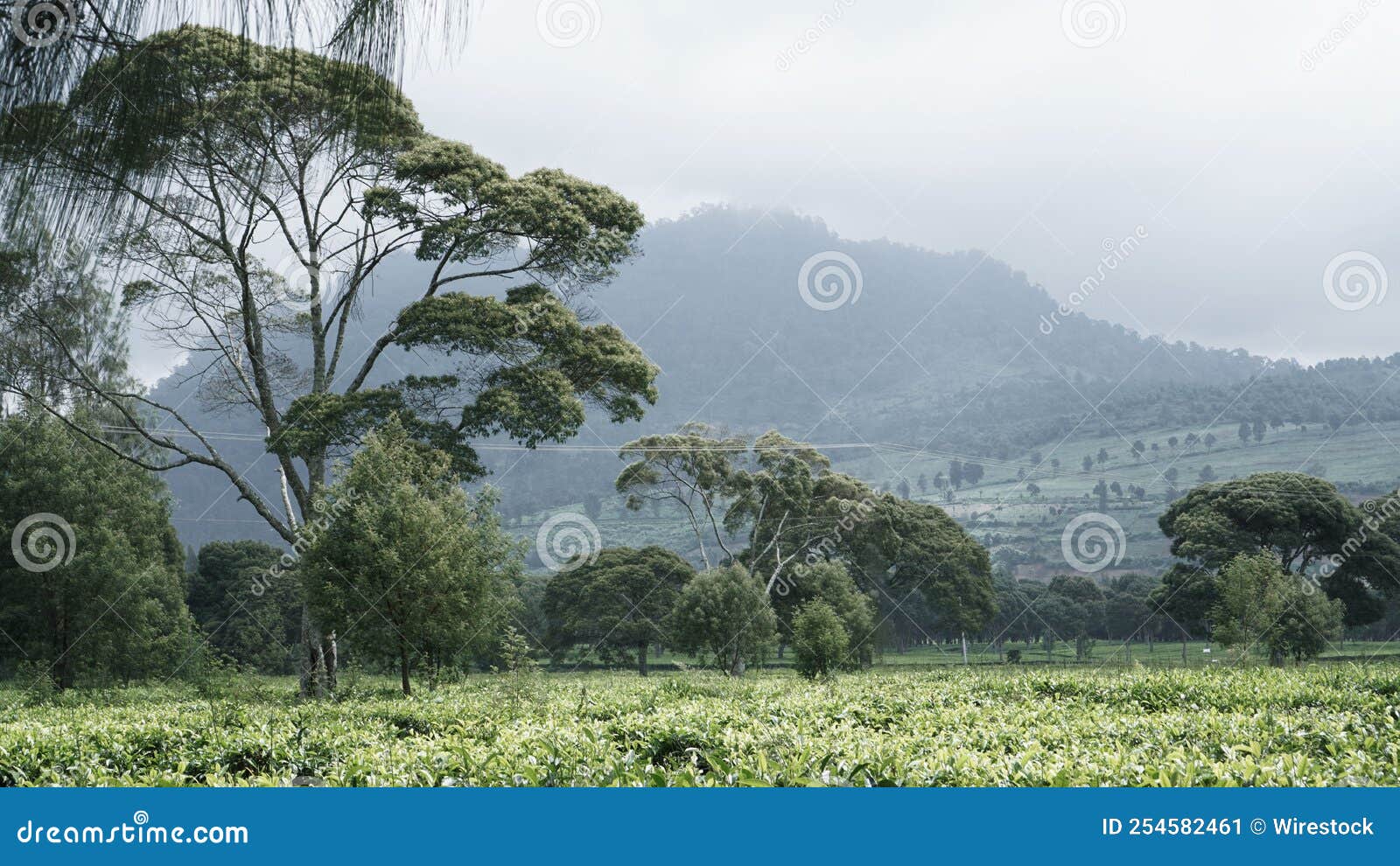 Landscape View of the Tea Plantation in Pangalengan, West Java Stock ...