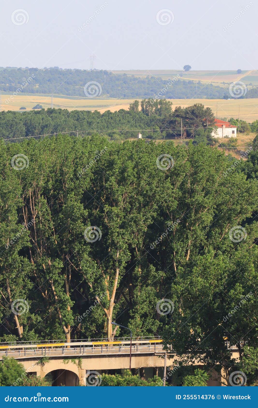 Landscape View of Trees Behind a Small Bridge Stock Photo - Image of ...