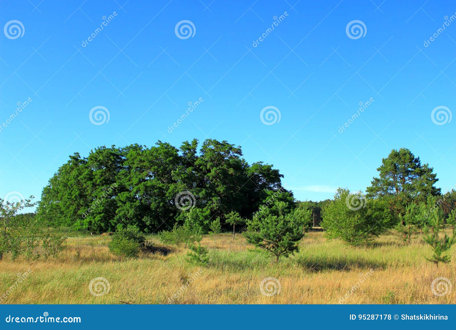 Landscape View with Trees and Bushes Stock Photo - Image of hill ...