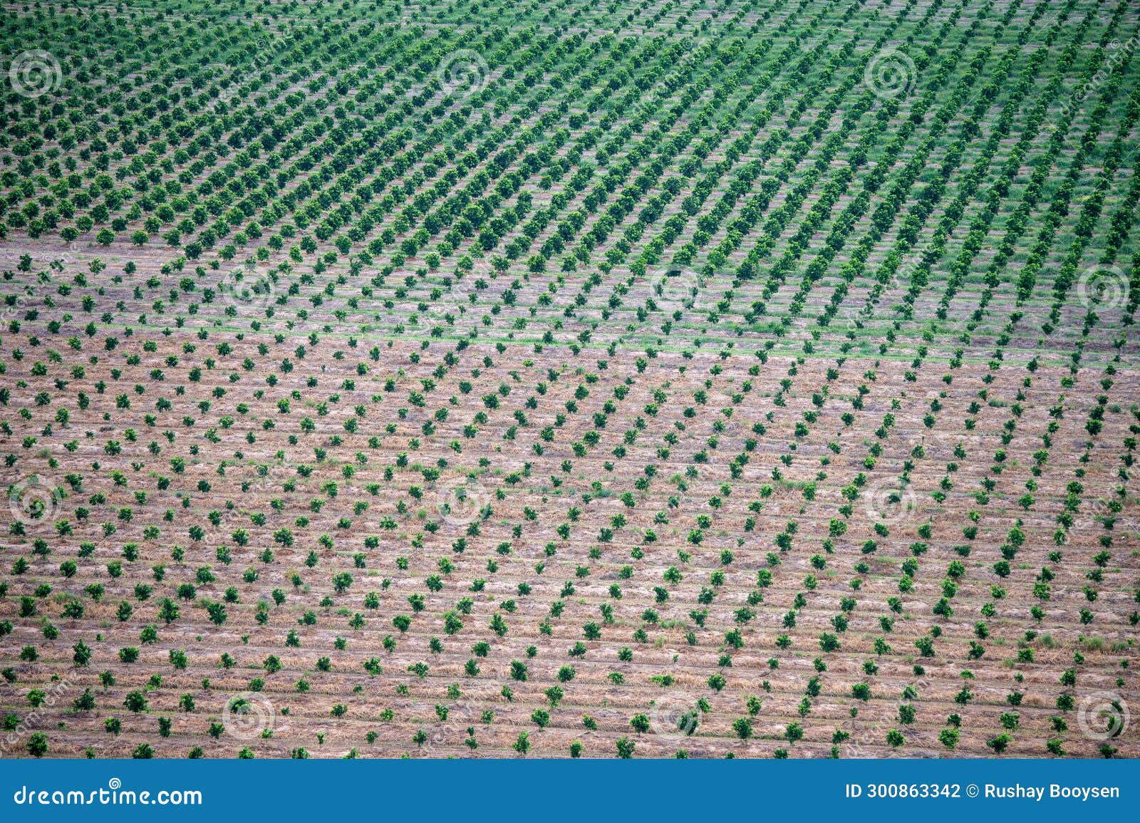 Landscape View of Trees in a Row Stock Photo - Image of scenery, summer ...