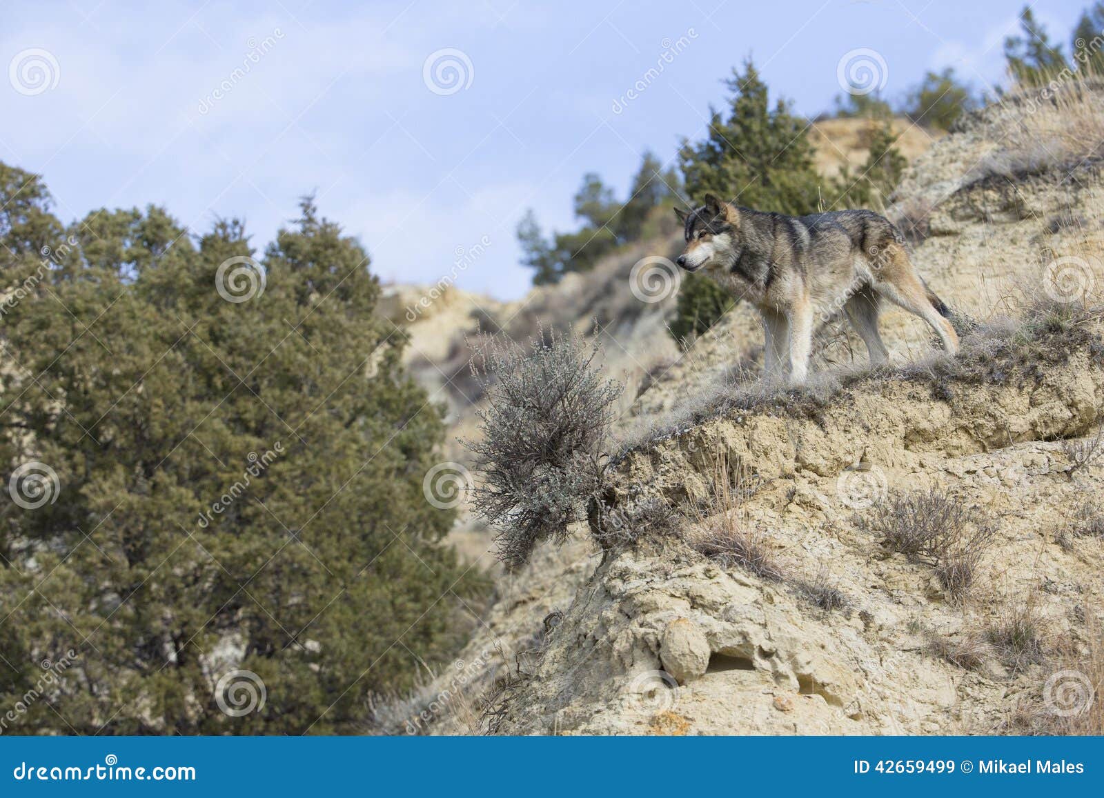 Landscape View of Wolf on Mountain Ledge Stock Image - Image of food ...